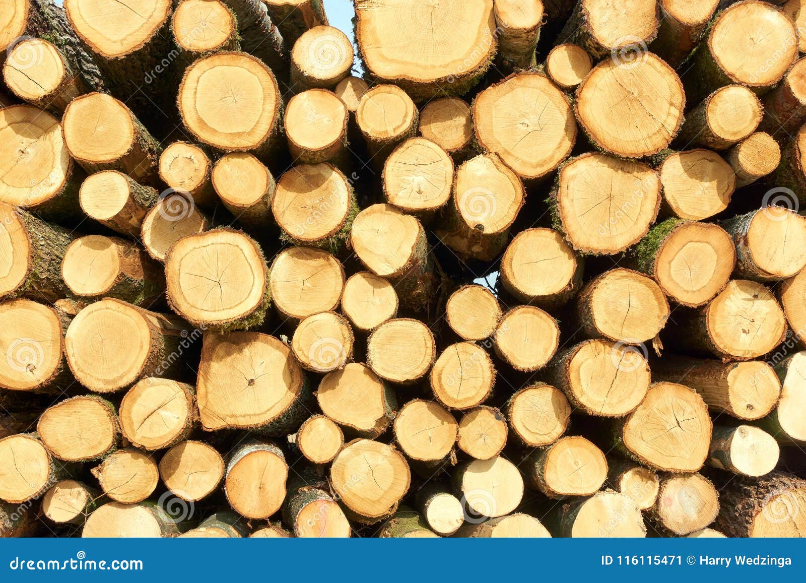 Stack of Tree Logs with Rings Stock Image - Image of freshly, natural ...
