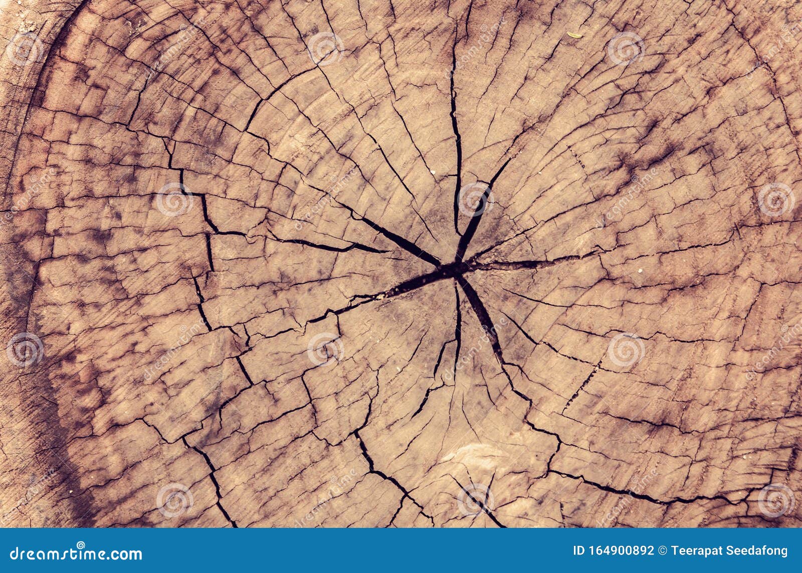 Stack of Tree Stump for Background Stock Photo - Image of birch, brown ...