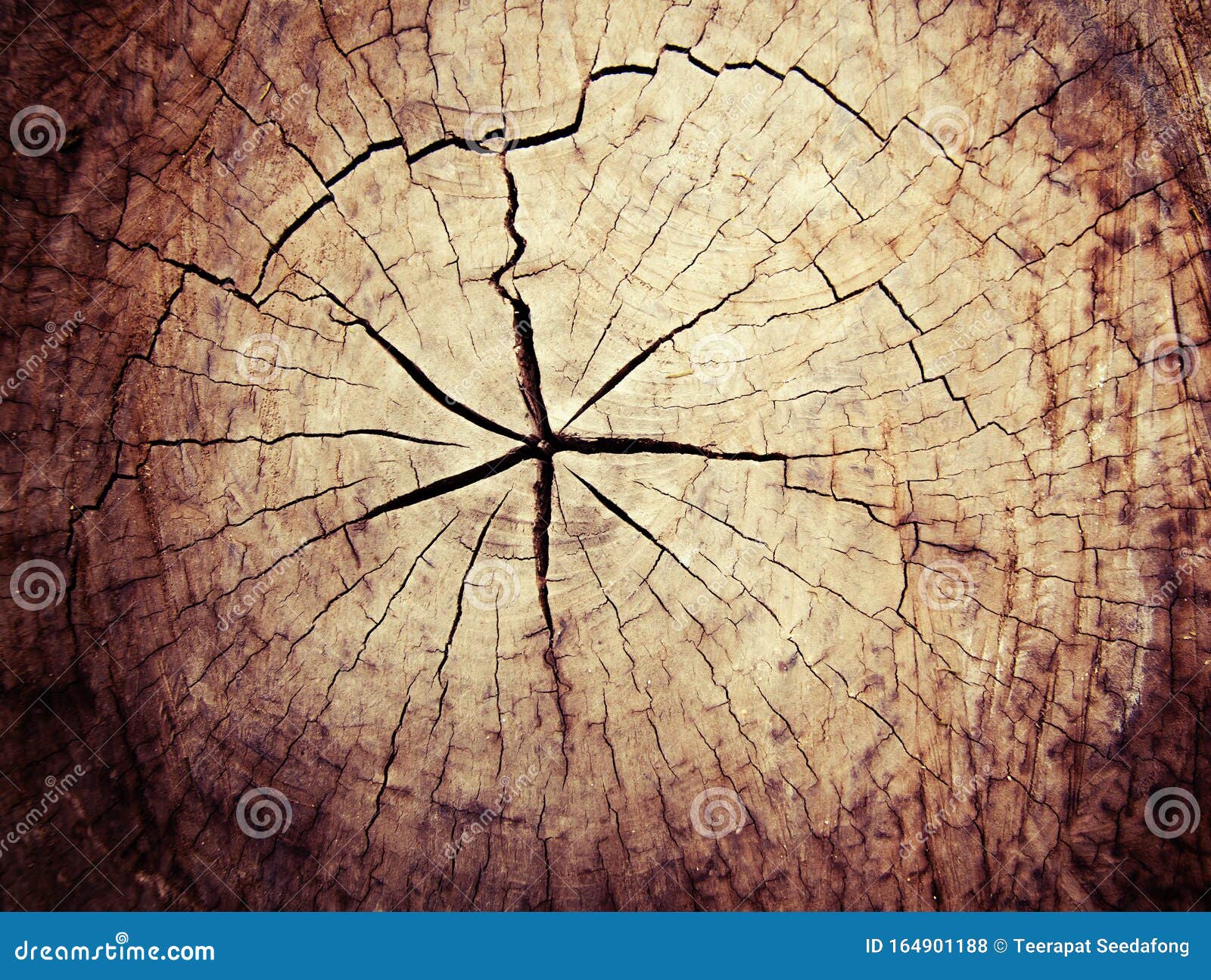 Stack of Tree Stump for Background Stock Photo - Image of forestry ...