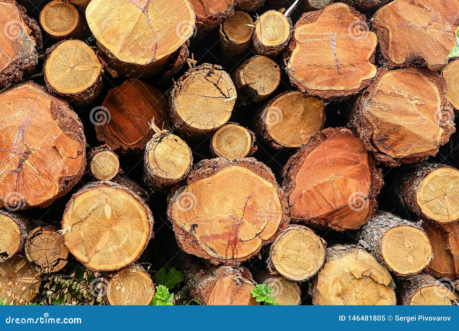 Stack Tree Trunks Close Up Natural Texture Material Base Design Rustic ...