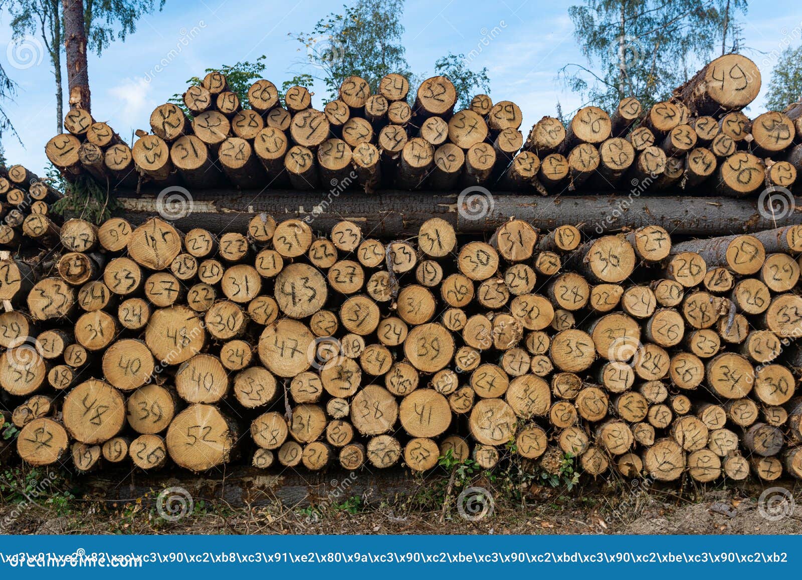 Stack of Cut Trees in Felling with a Handwritten Diameter on Each Stock ...