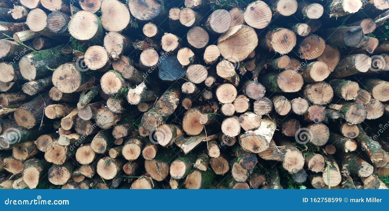 Stack of tree trunks stock image. Image of tree, logs - 162758599