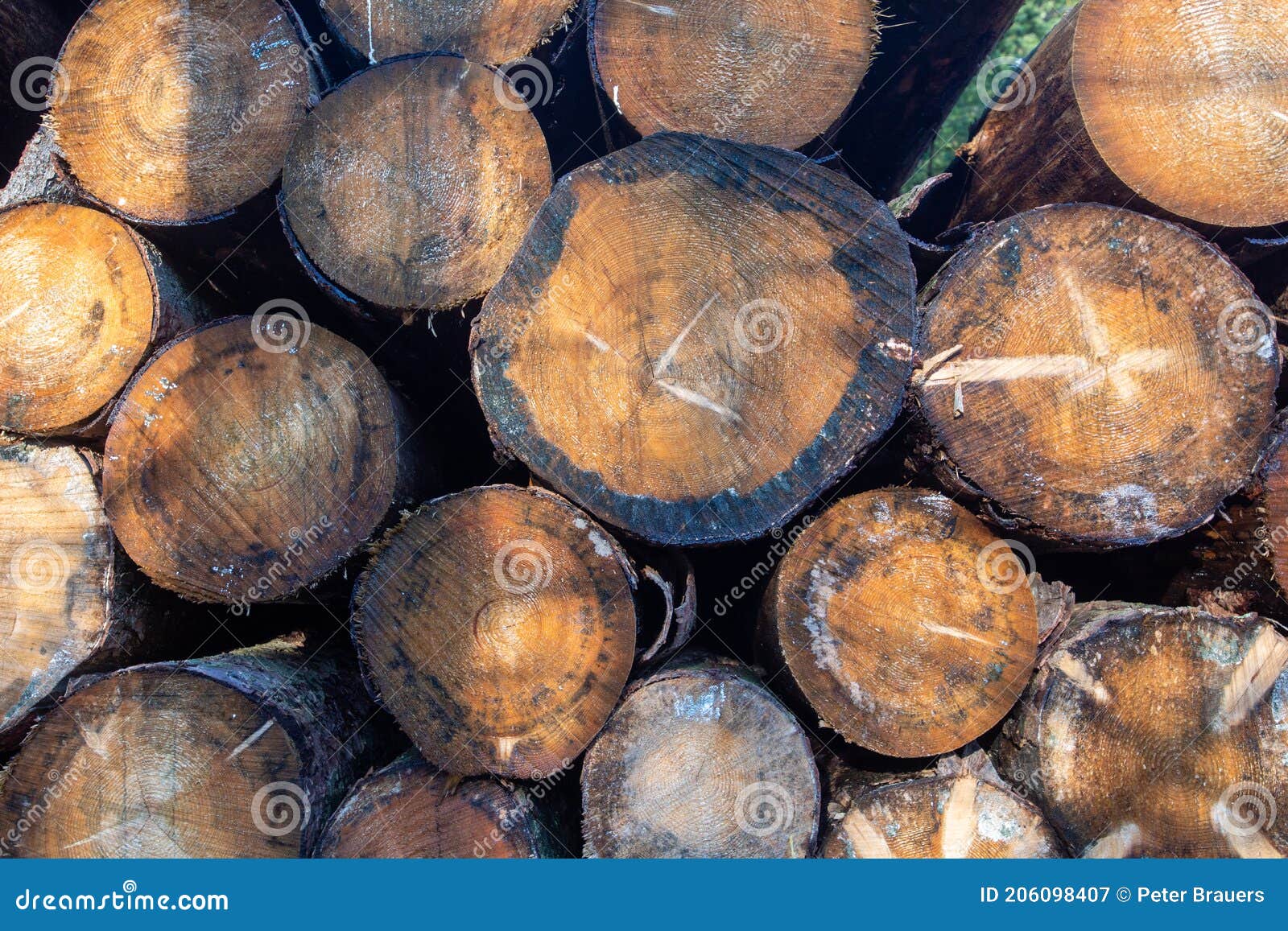 Stack of Tree Trunks with Markings Recorded in the Forest in Horizontal ...