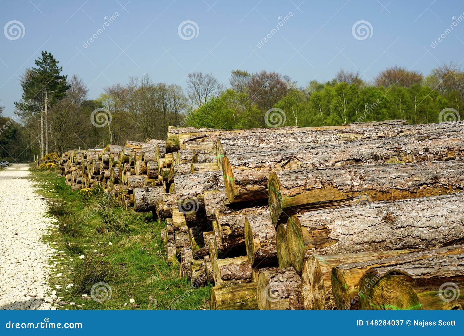 A Stack of Trees Freshly Cut Down in an Open Field Stock Image - Image ...