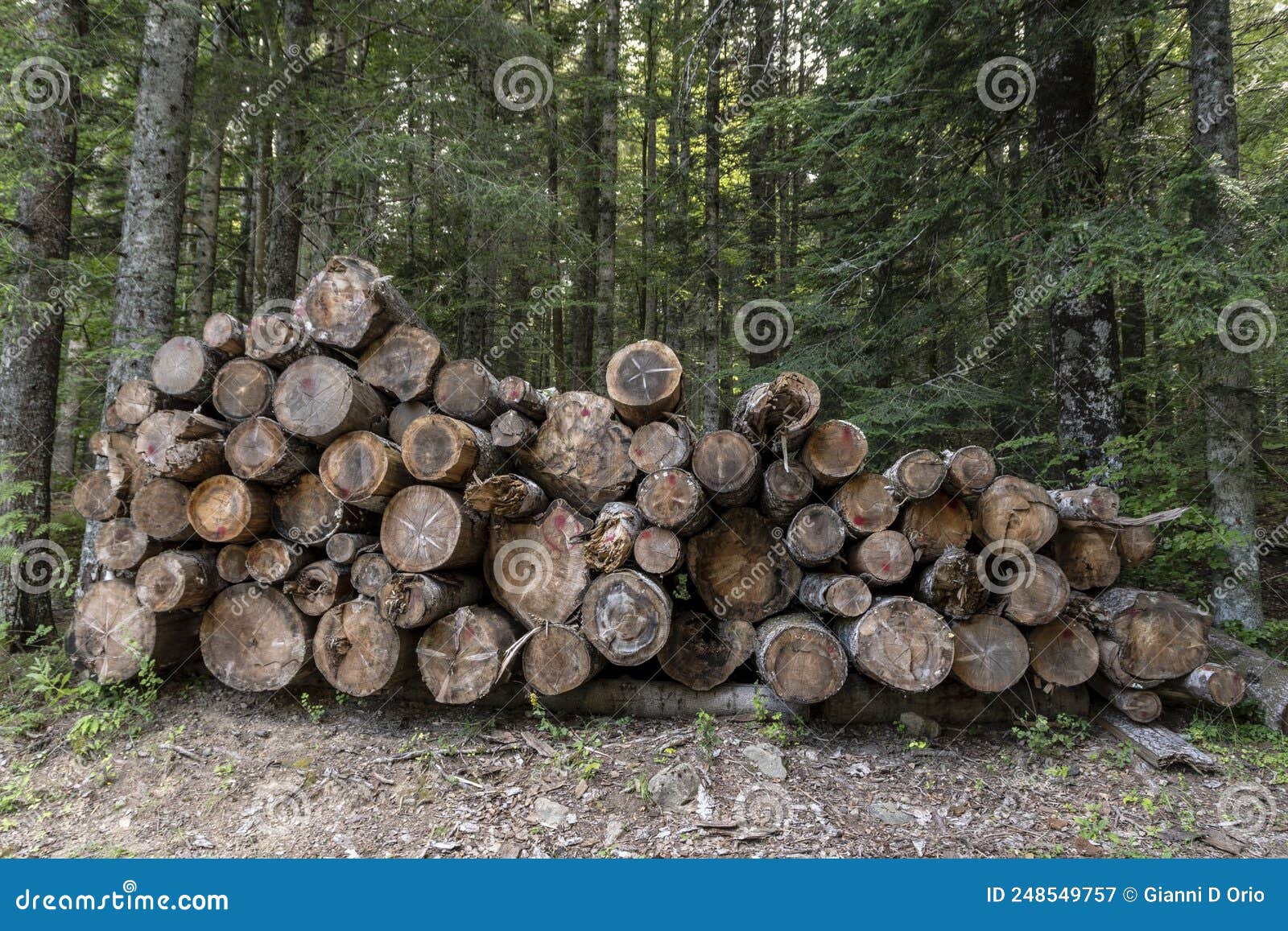 Stack of Trunks Arranged on the Wooded Path Stock Image - Image of ...