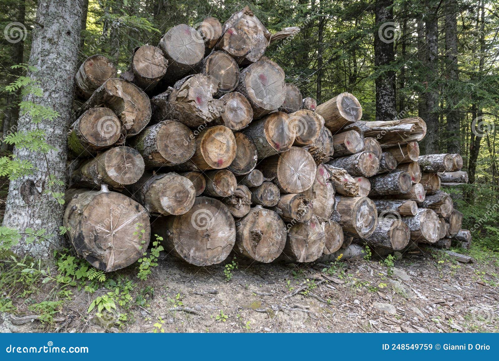 Stack of Trunks Arranged on the Wooded Path Stock Image - Image of ...