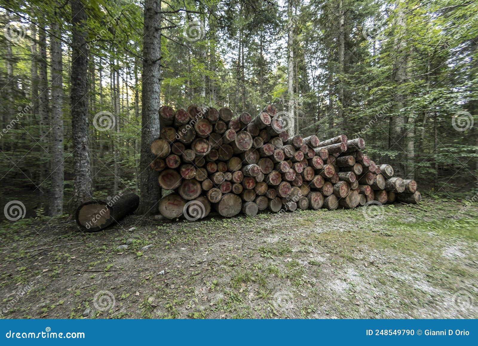 Stack of Trunks Arranged on the Wooded Path Stock Photo - Image of ...