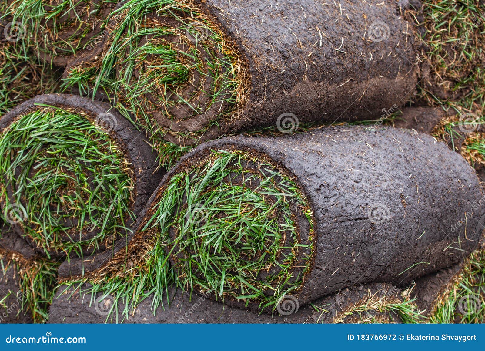 Stack Of Turf Grass Rolls For A Lawn. Carpet Of Turf, Roll Of Sod, Turf ...