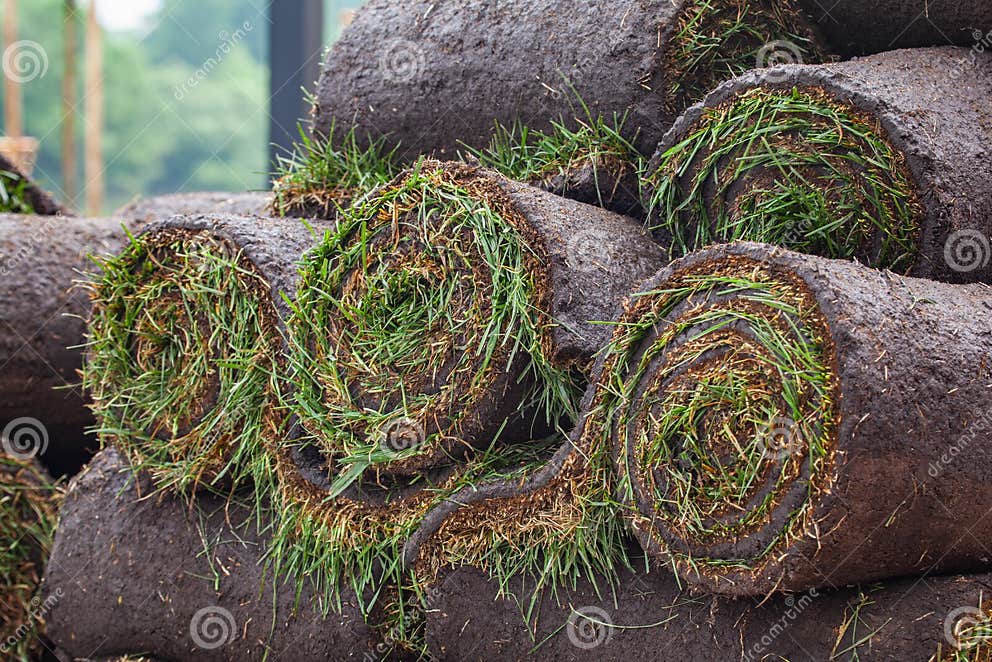 Stack of Turf Grass Roll for Lawn Stock Photo - Image of flora, detail ...