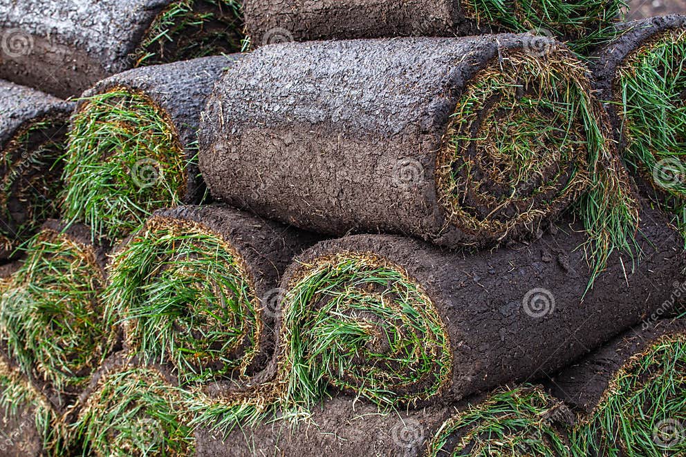 Stack of Turf Grass Roll for Lawn Stock Photo - Image of making, laying ...