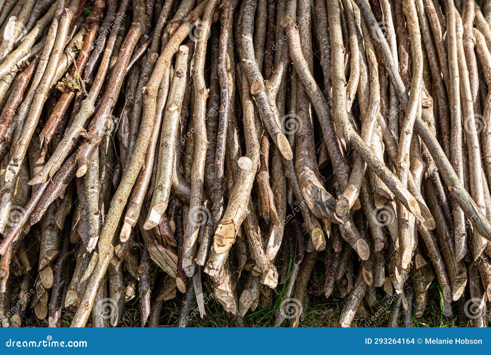 A Stack of Twigs and Branches Stock Photo - Image of nature, stacked ...