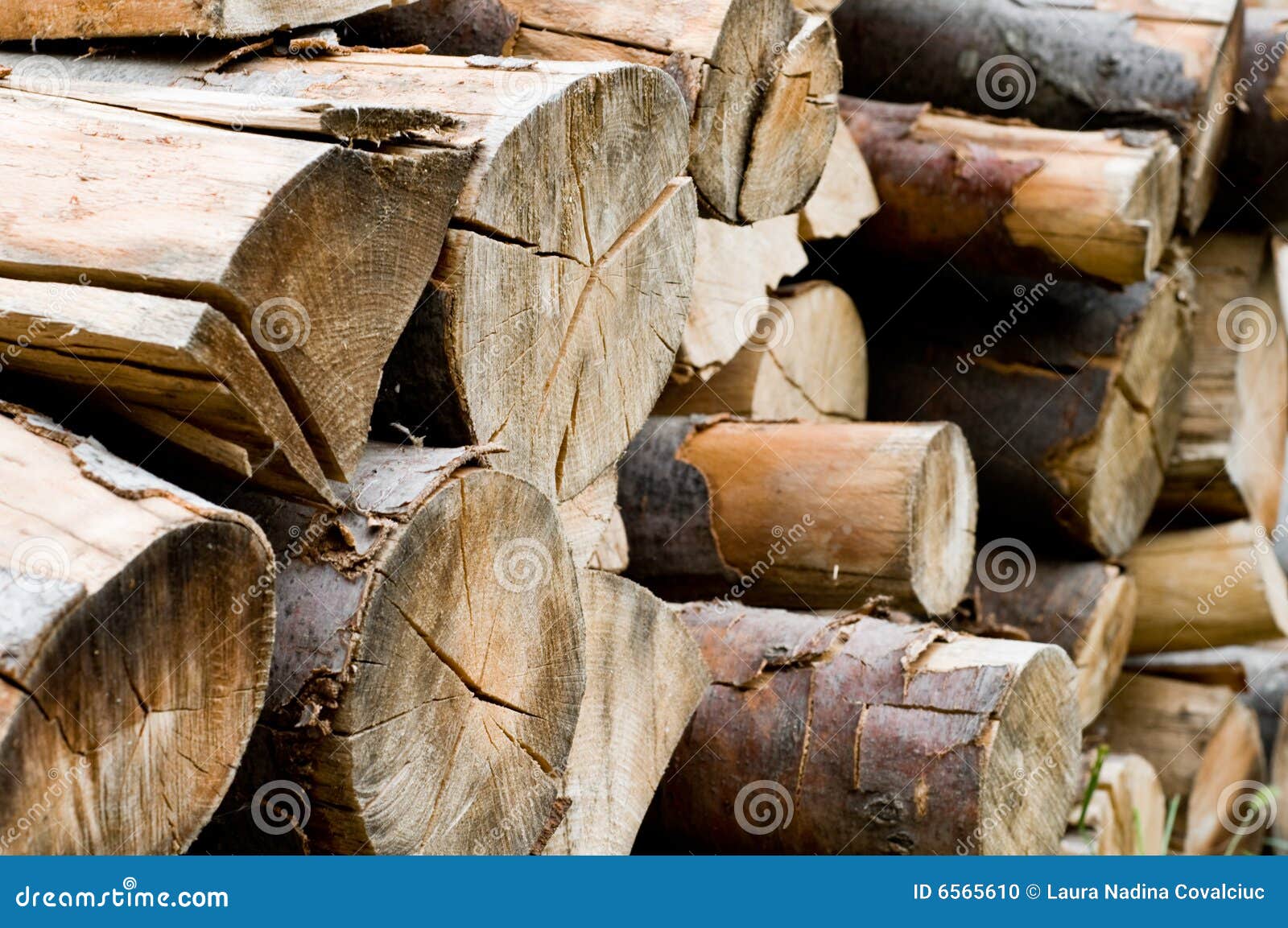 Stack of wood stock photo. Image of life, forest, cycle - 6565610