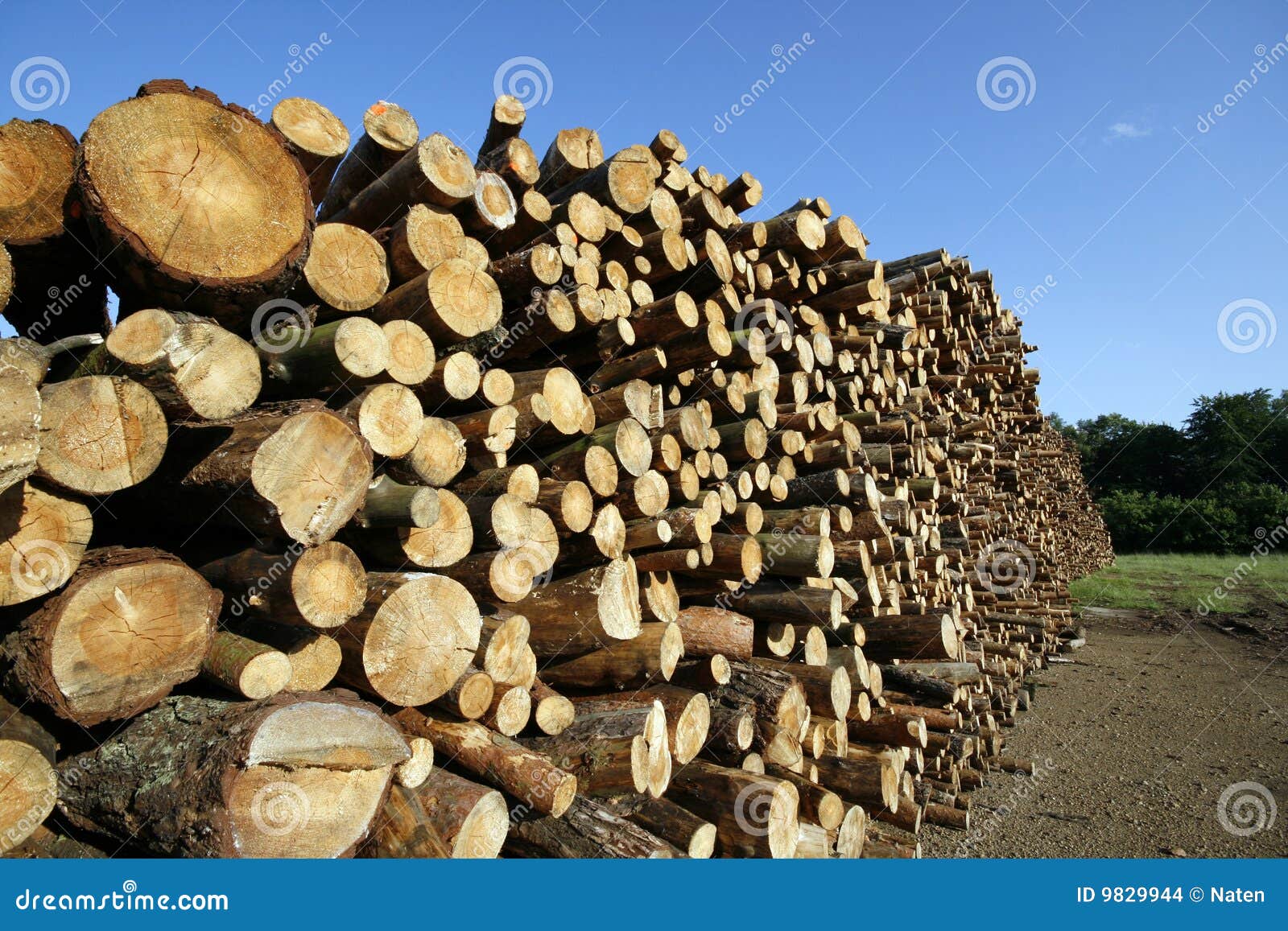 Stack of wood stock photo. Image of natural, trees, poland - 9829944