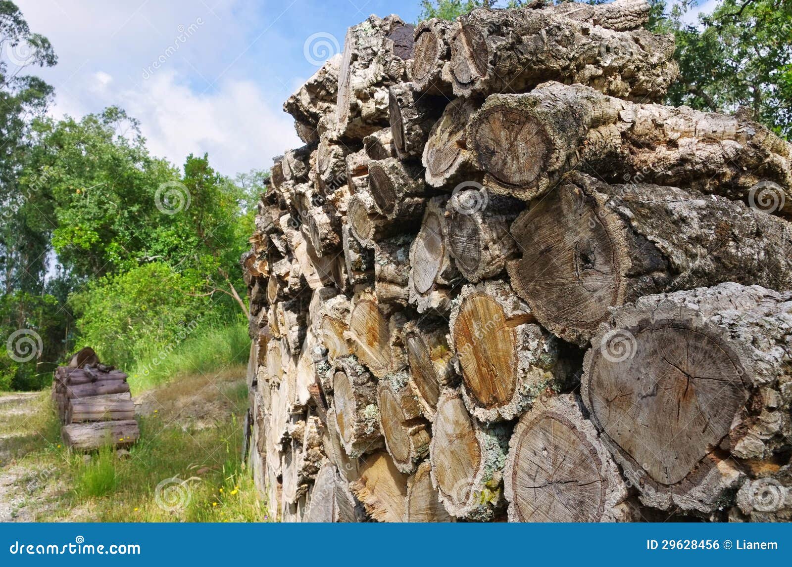 Stack of Wood from Cork Oak Stock Photo - Image of lumber, fuel: 29628456