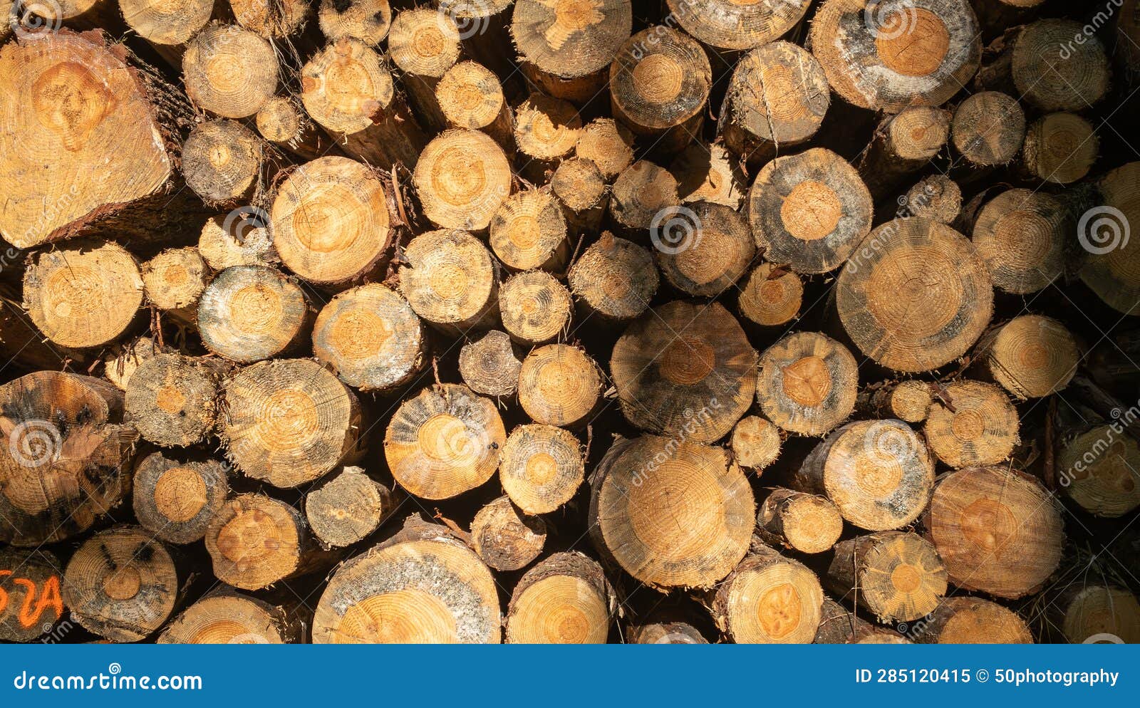 Stack of Wood. Felled Wood in the Forest. Wood Background Stock Image ...