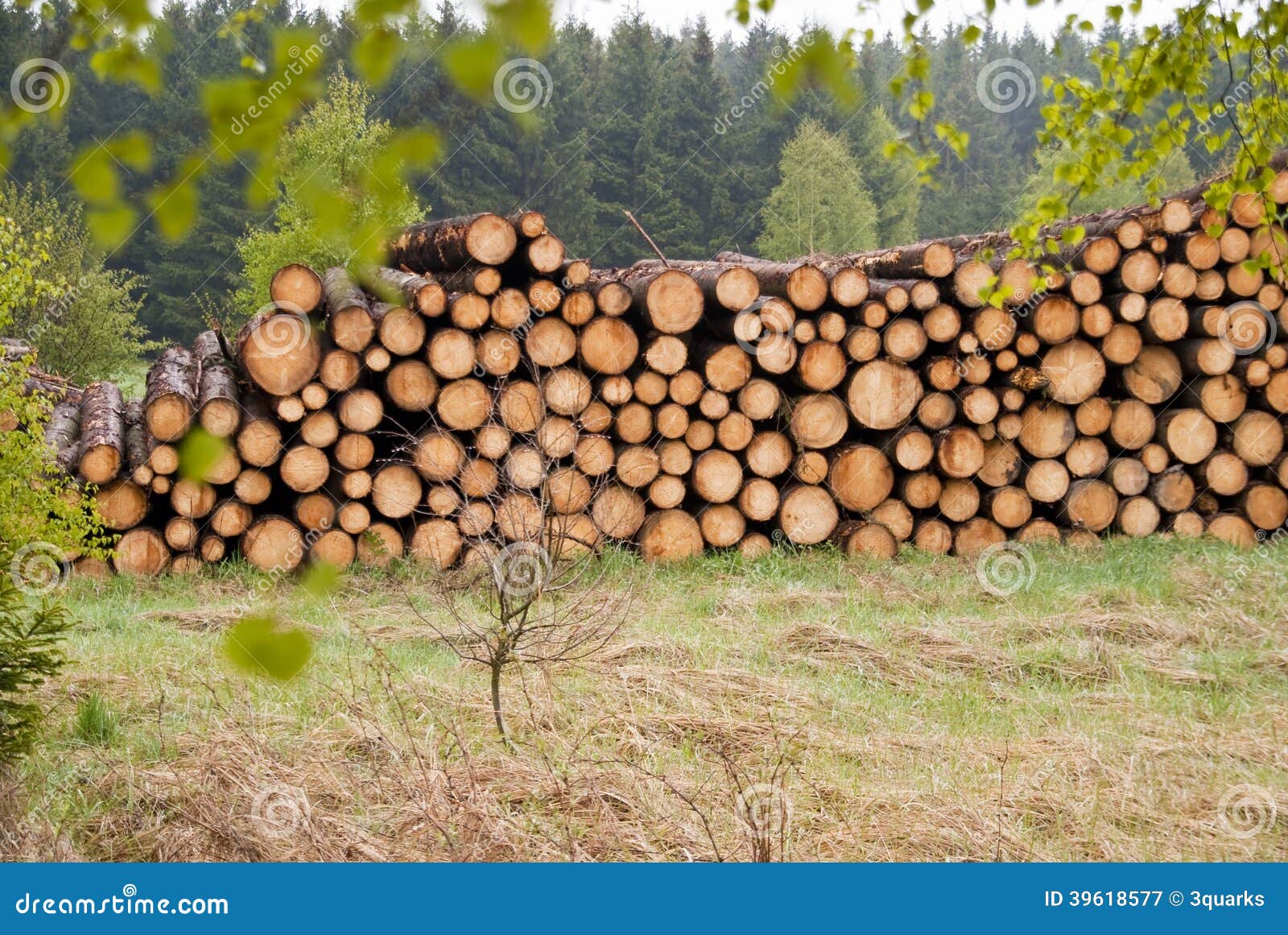 Stack of Wood stock image. Image of wilderness, national - 39618577