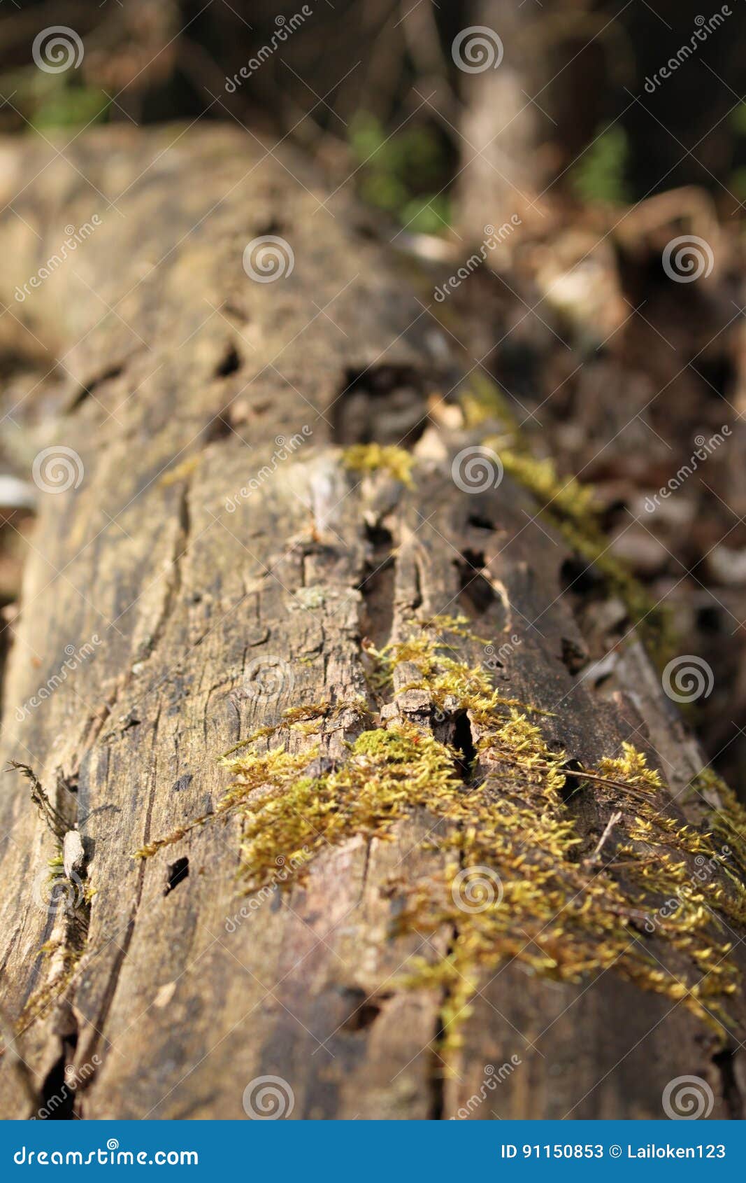 Stack of wood stock image. Image of wood, humus, plant - 91150853