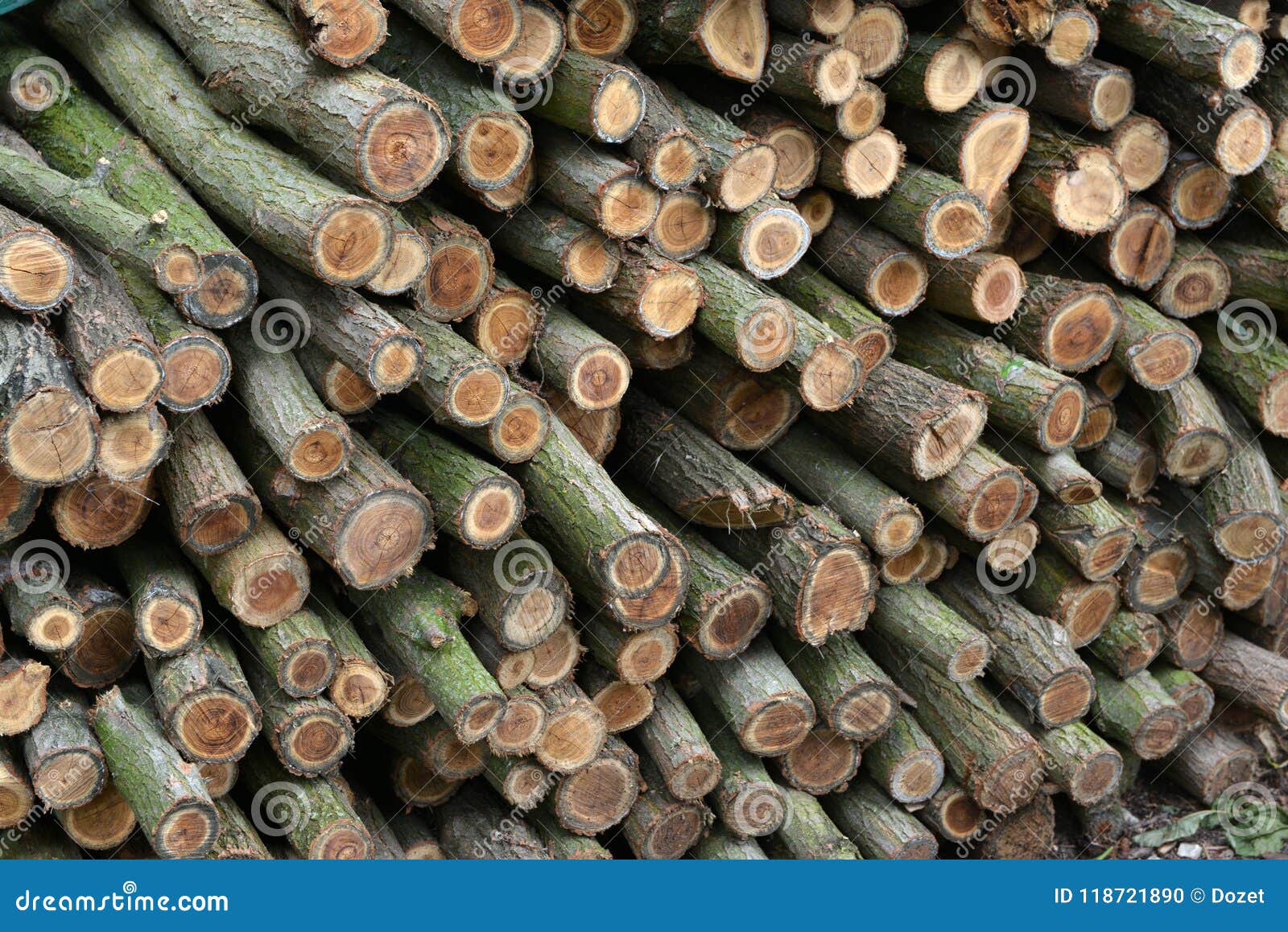 Stack of wood stock photo. Image of forest, fire, heap - 118721890