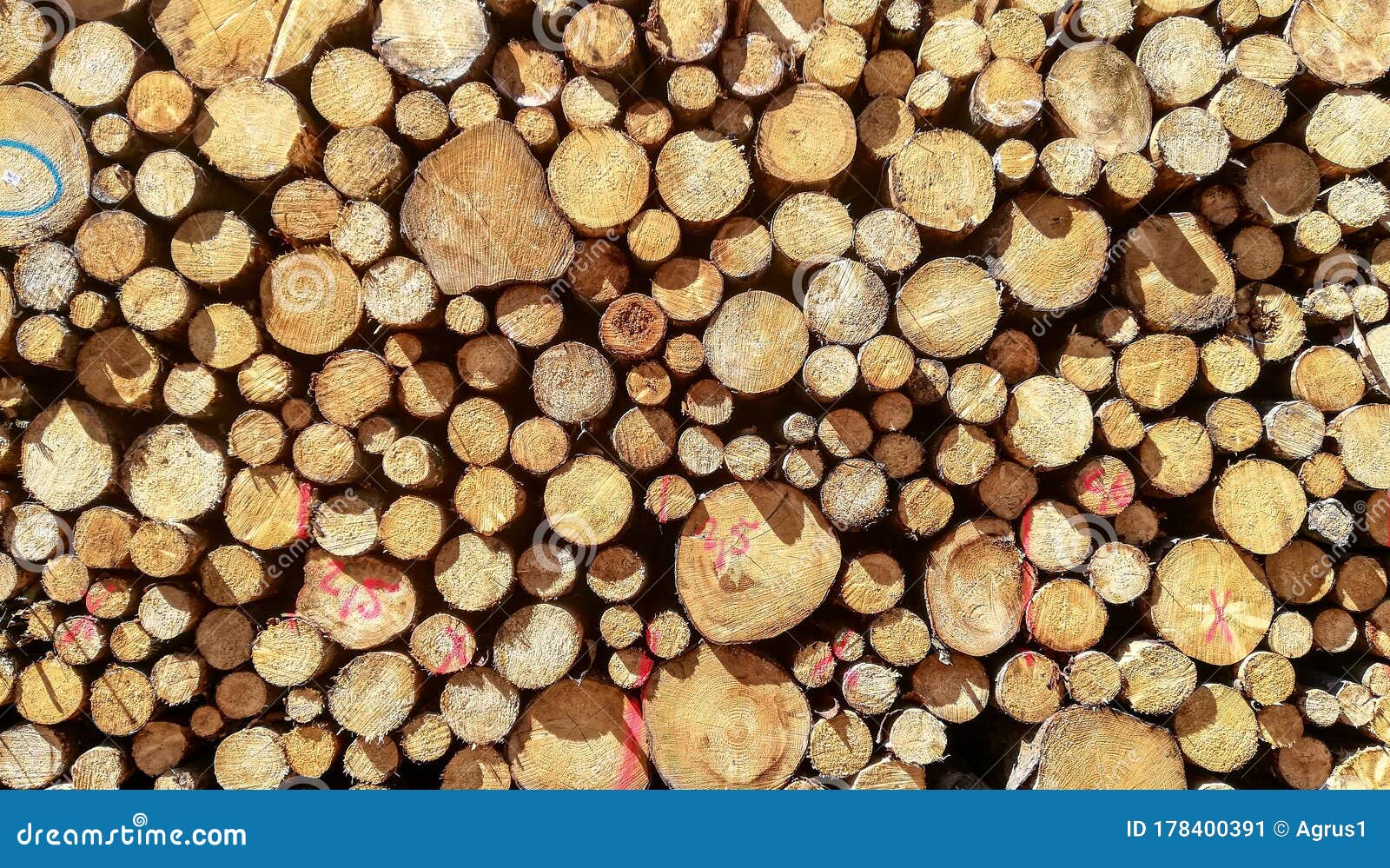 Stack of wood tree cut stock image. Image of lumber - 178400391