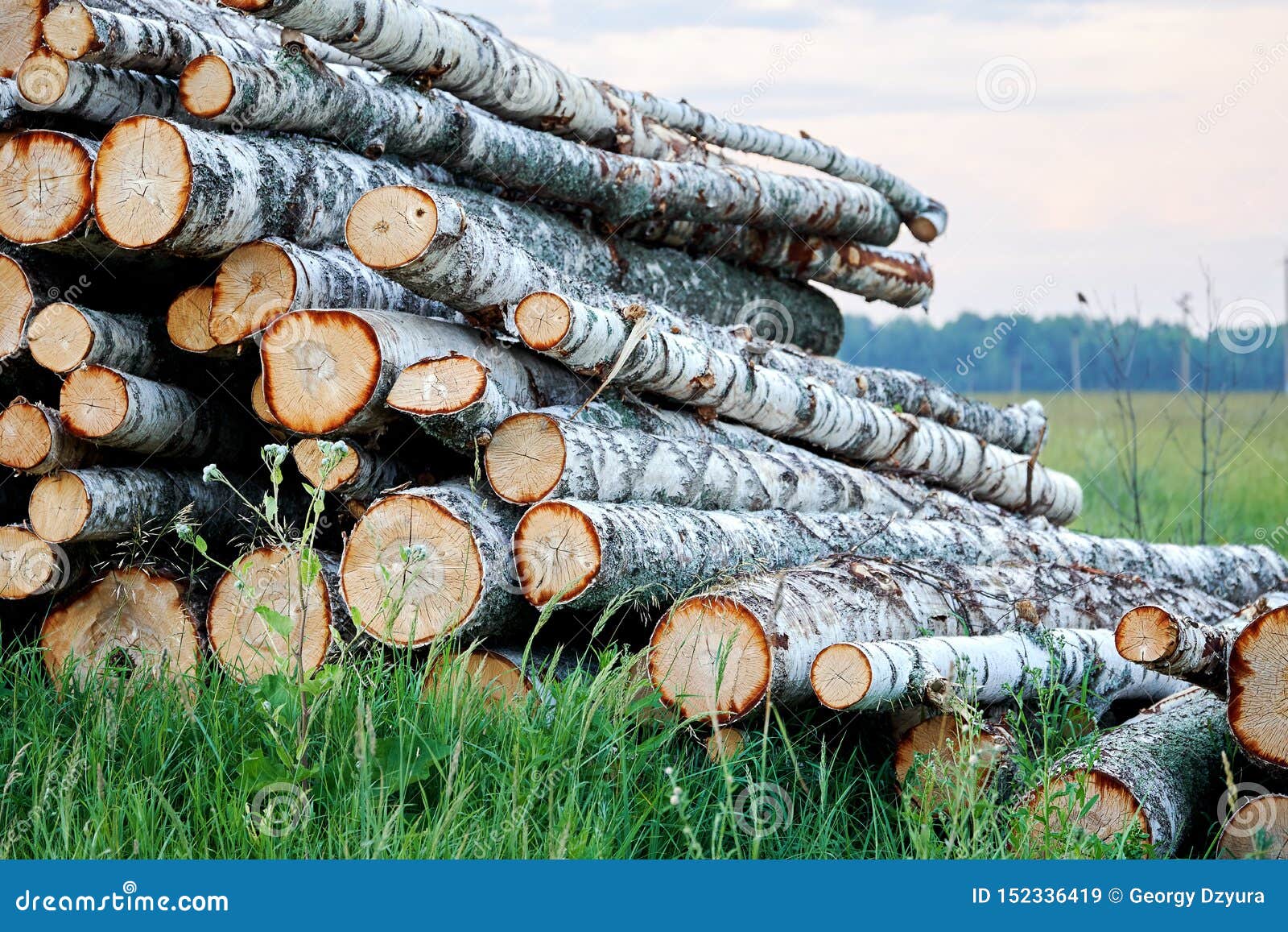 Stack of Wooden Logs on the Green Grass Outdoors Stock Image - Image of ...