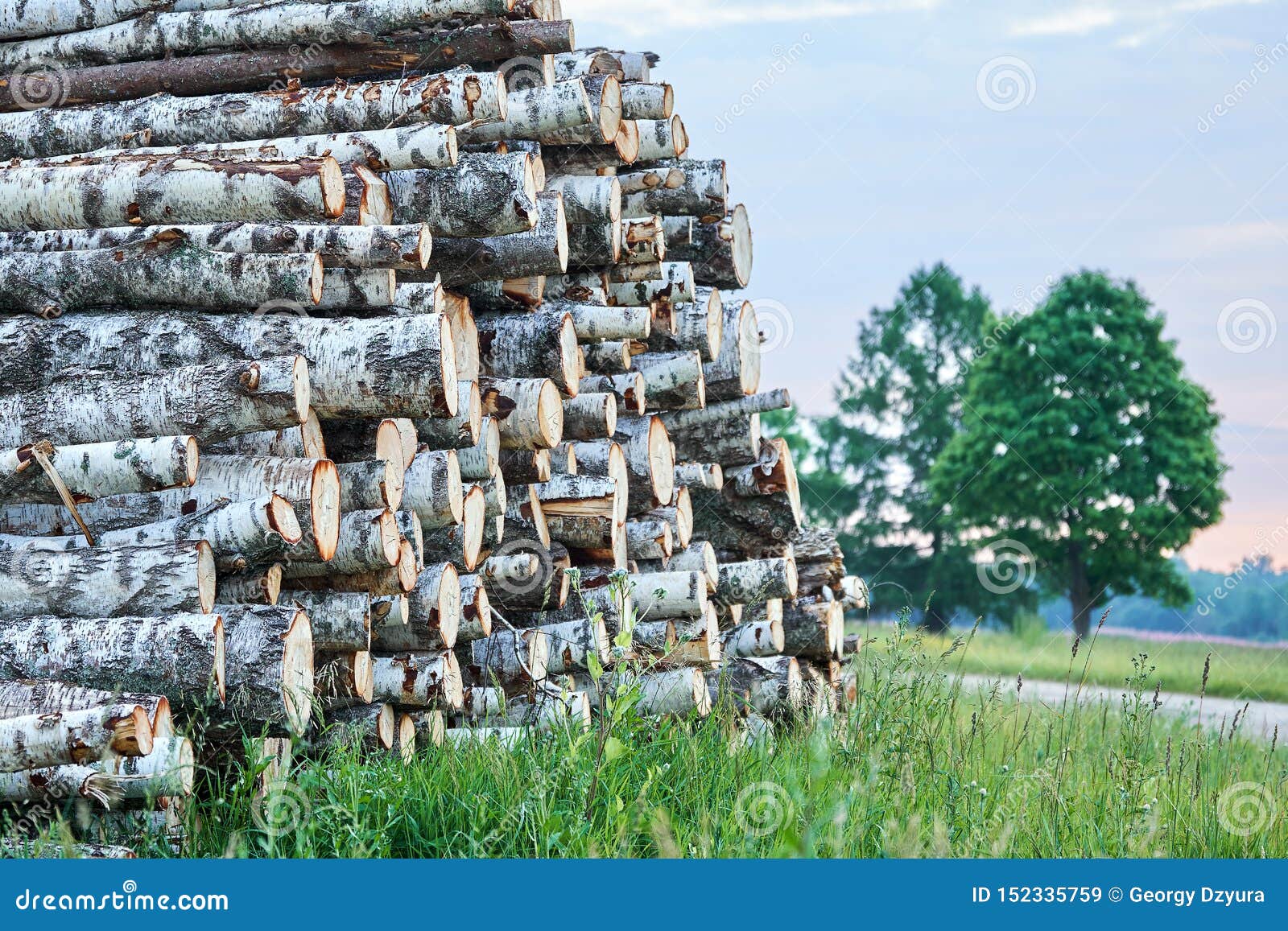 Stack of Wooden Logs Lying on the Green Grass Outdoors Stock Image ...