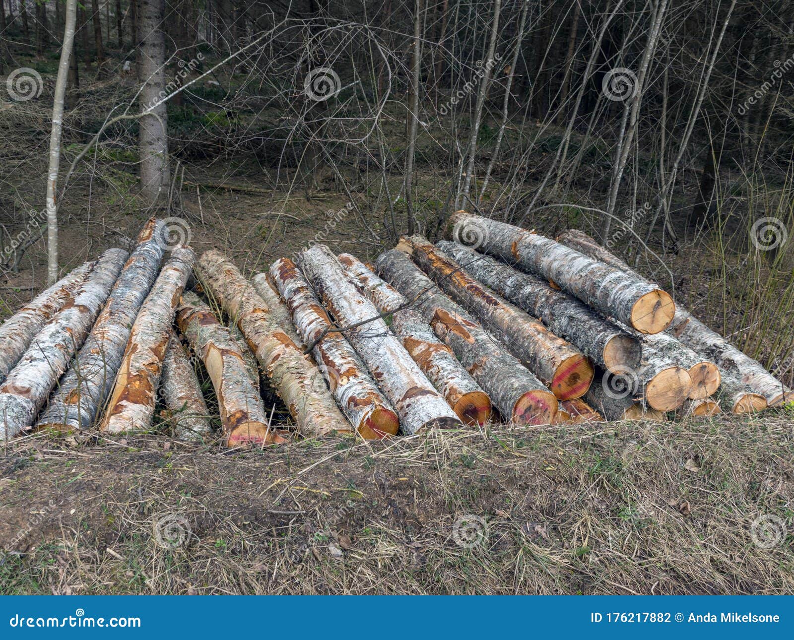 A Stack of Wooden Logs Piled on the Side of the Road Stock Photo ...
