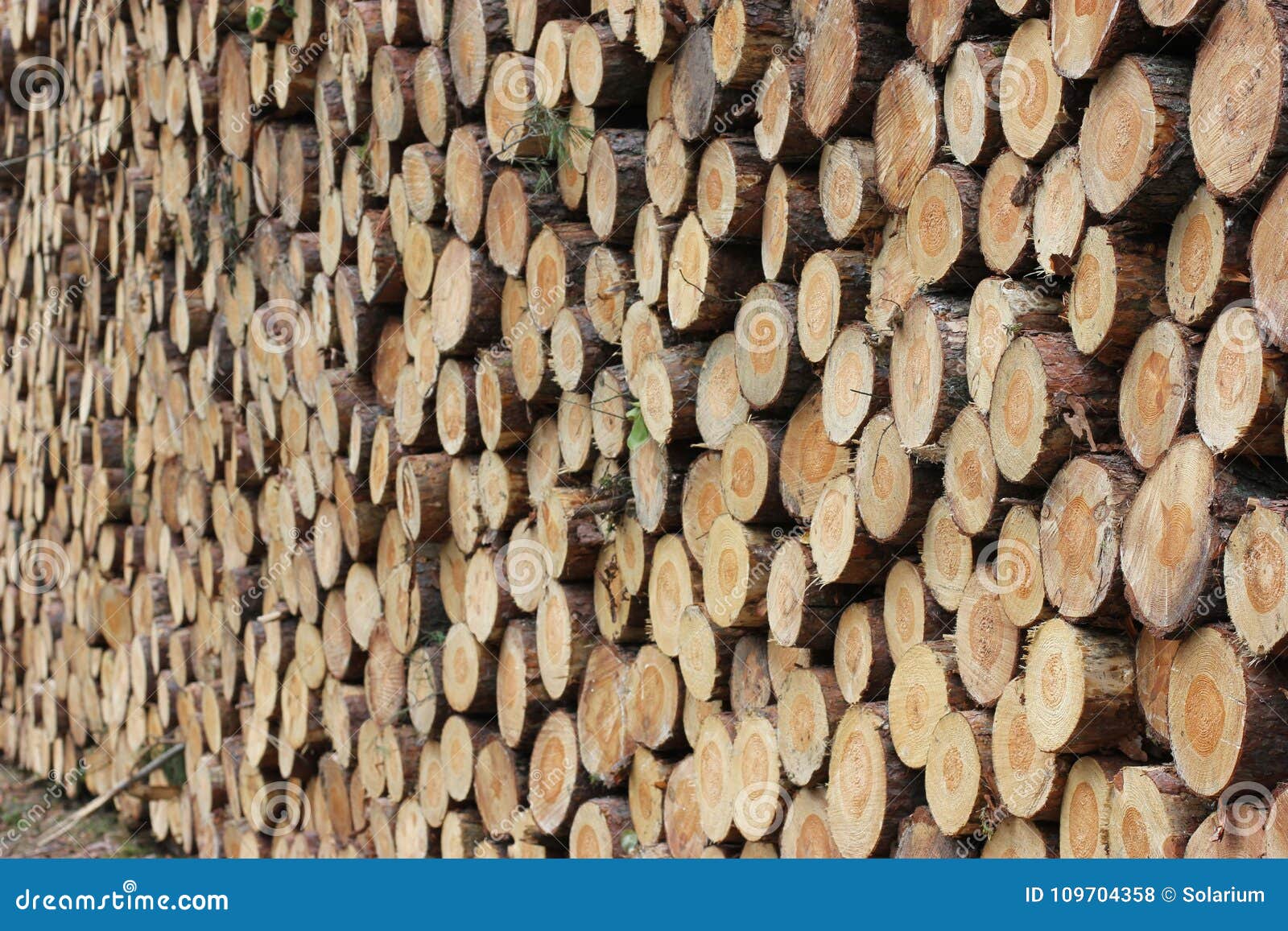Timber stock photo. Image of wood, wooden, pattern, pile - 109704358
