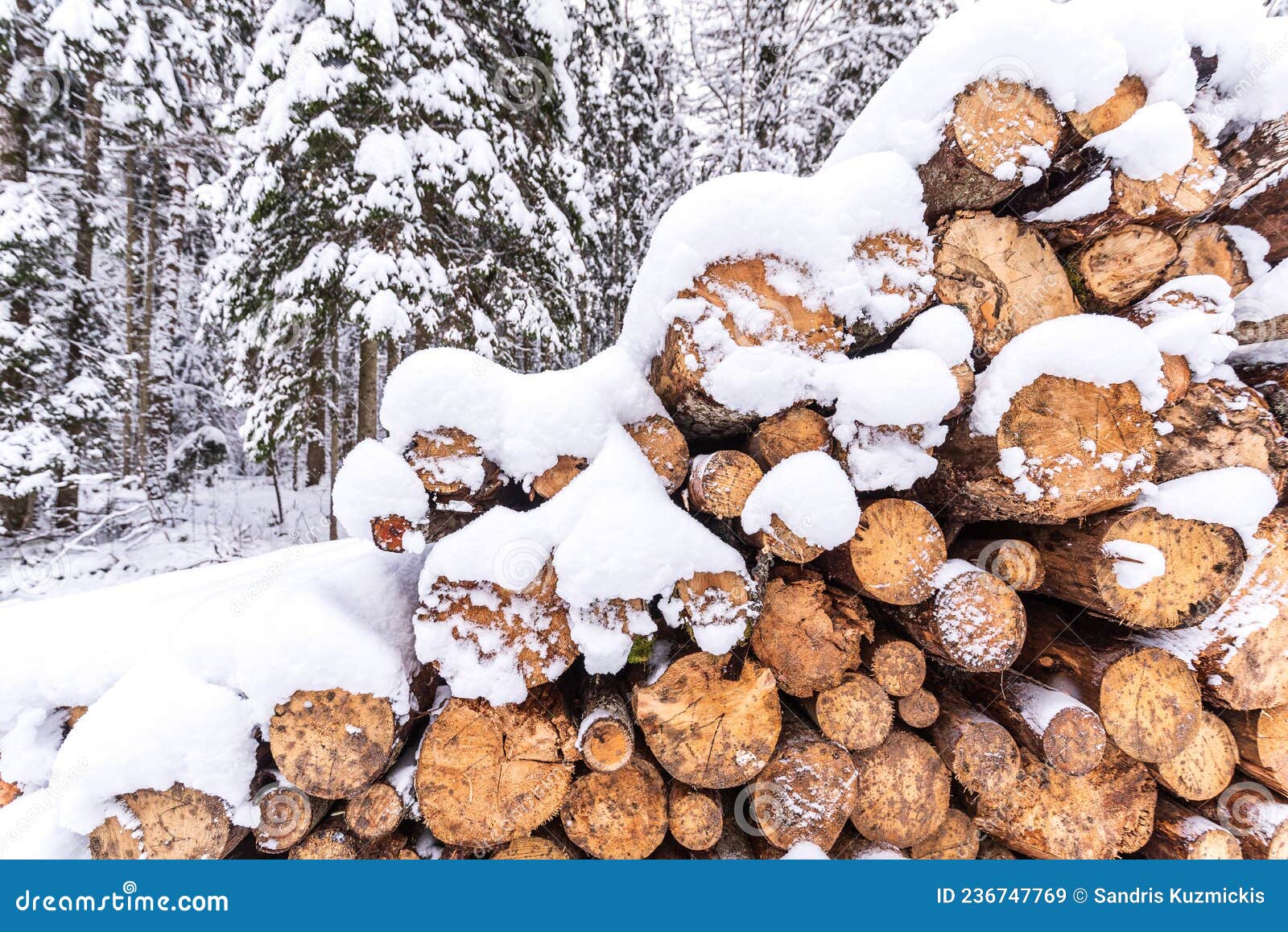 Stack of Wooden Logs in Winter Snow with Forest Background Stock Image ...
