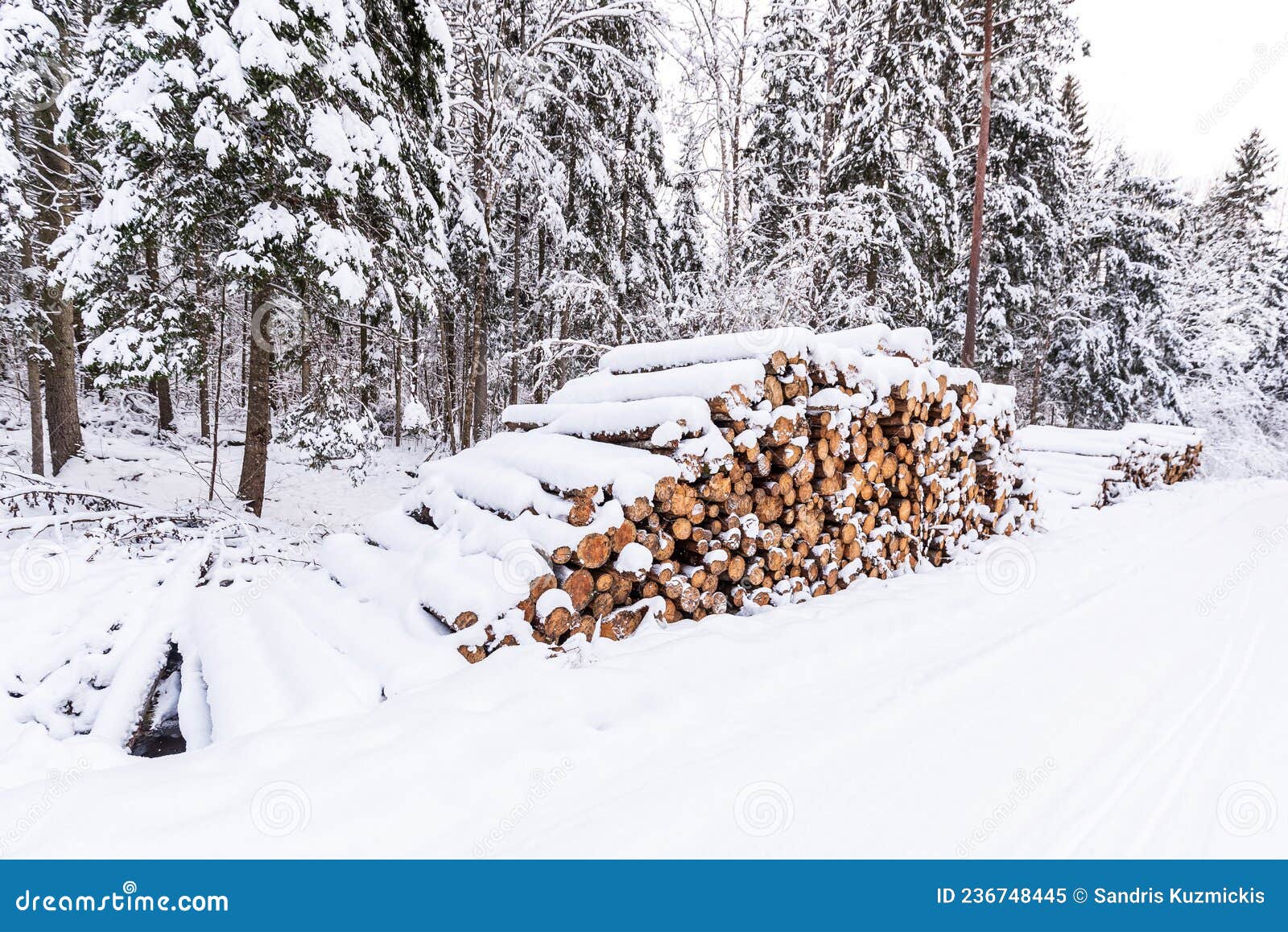 Stack of Wooden Logs in Winter Snow with Forest Background Stock Image ...