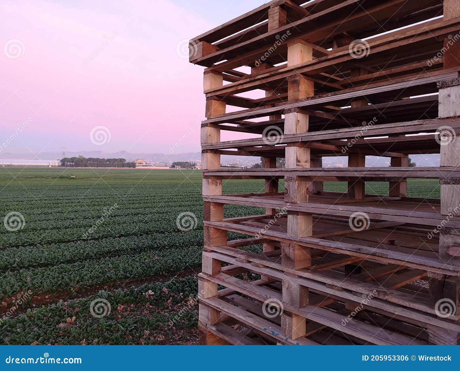 Stack of Wooden Pallets in a Cultivated Field Stock Photo - Image of ...
