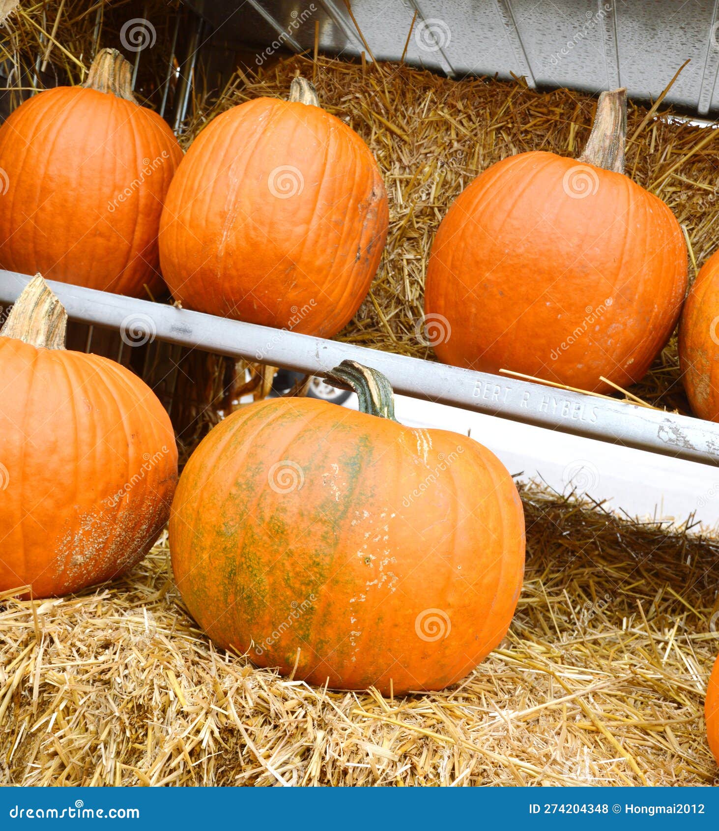 Pumpkin Stalks on Background Stock Photo - Image of fall, patch: 274204348