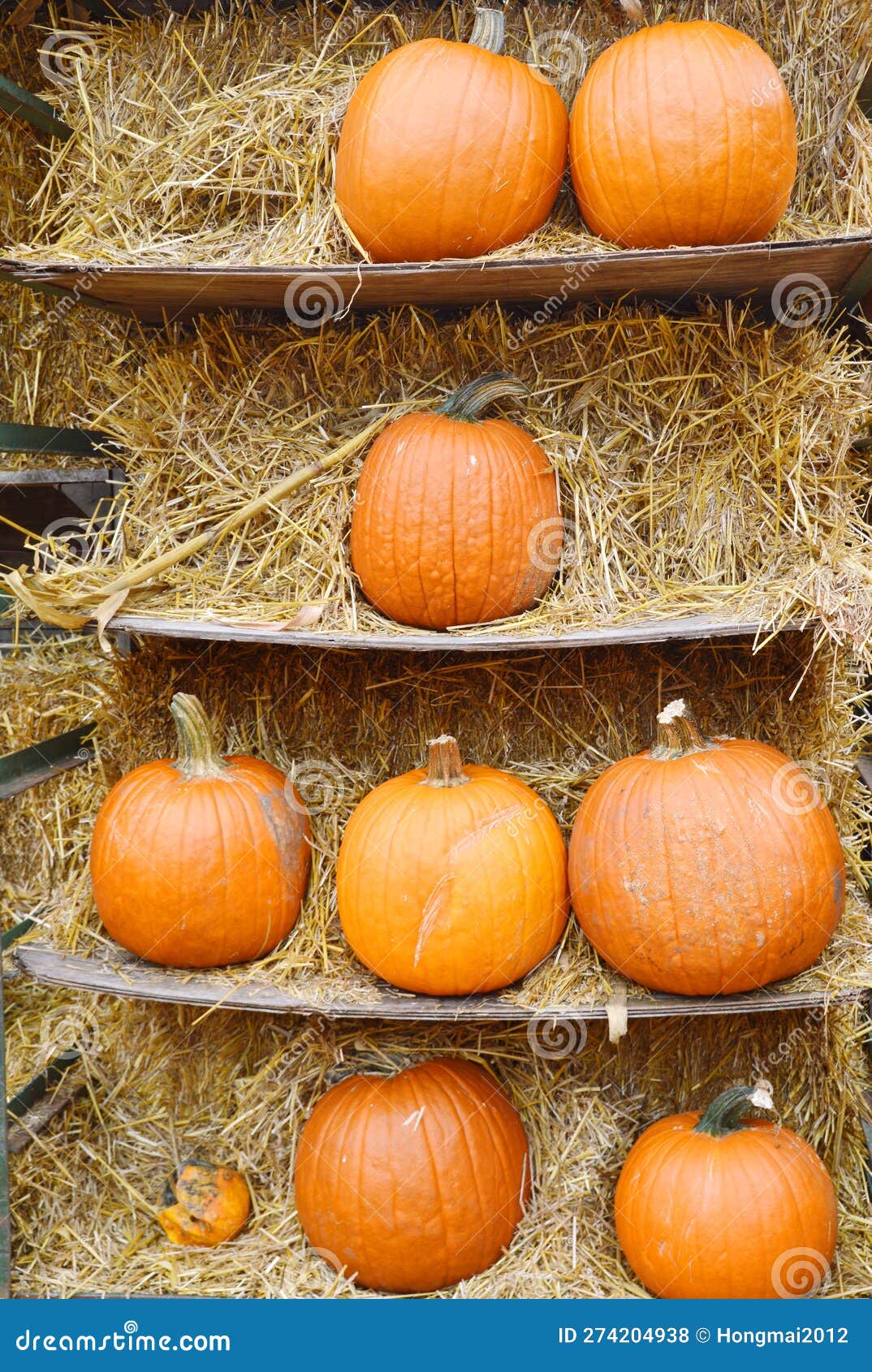 Pumpkin Stalks on Background Stock Photo - Image of produce, stand ...