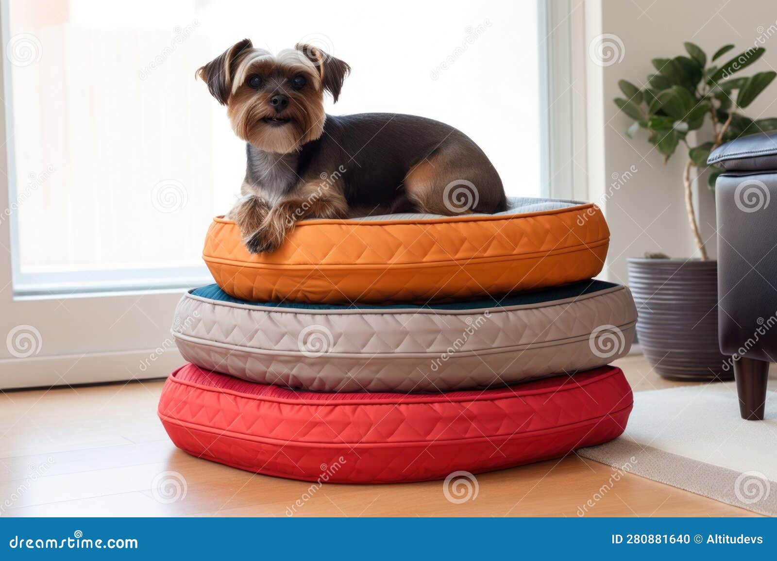 Stackable Pet Beds in Different Colors, Shapes and Sizes Stock ...