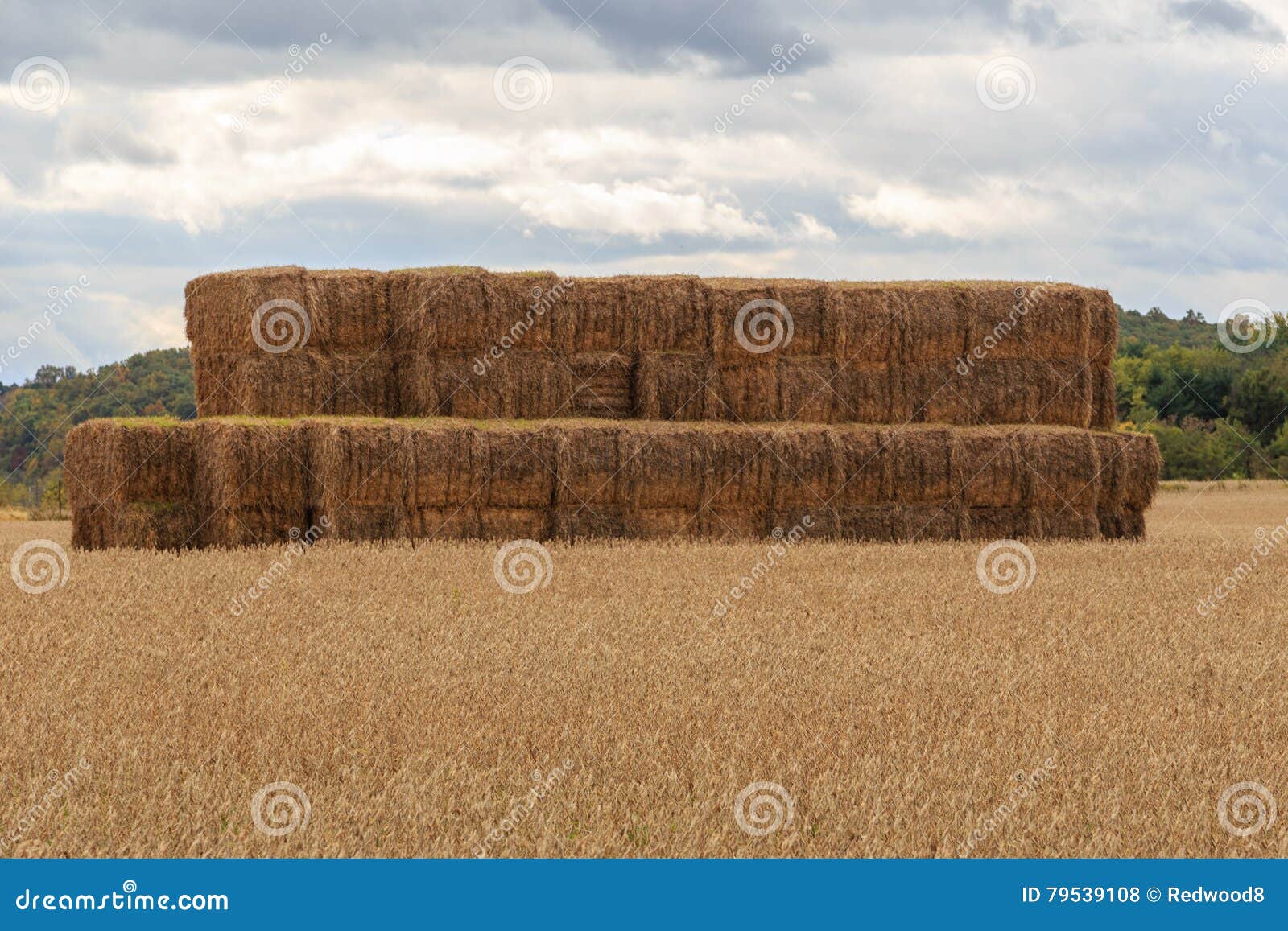 Stacked Bales of Hay stock photo. Image of large, machine - 79539108