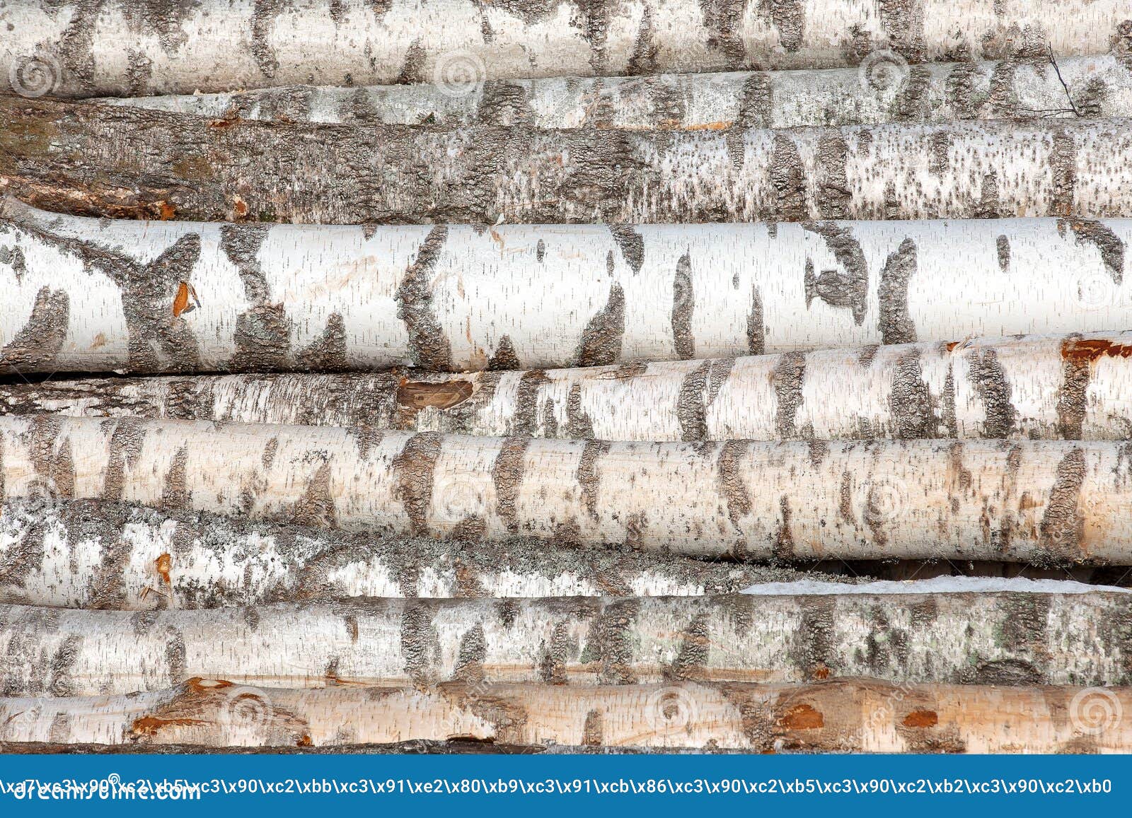 Stacked Birch Logs, Logging Product, Background, Texture Stock Image ...