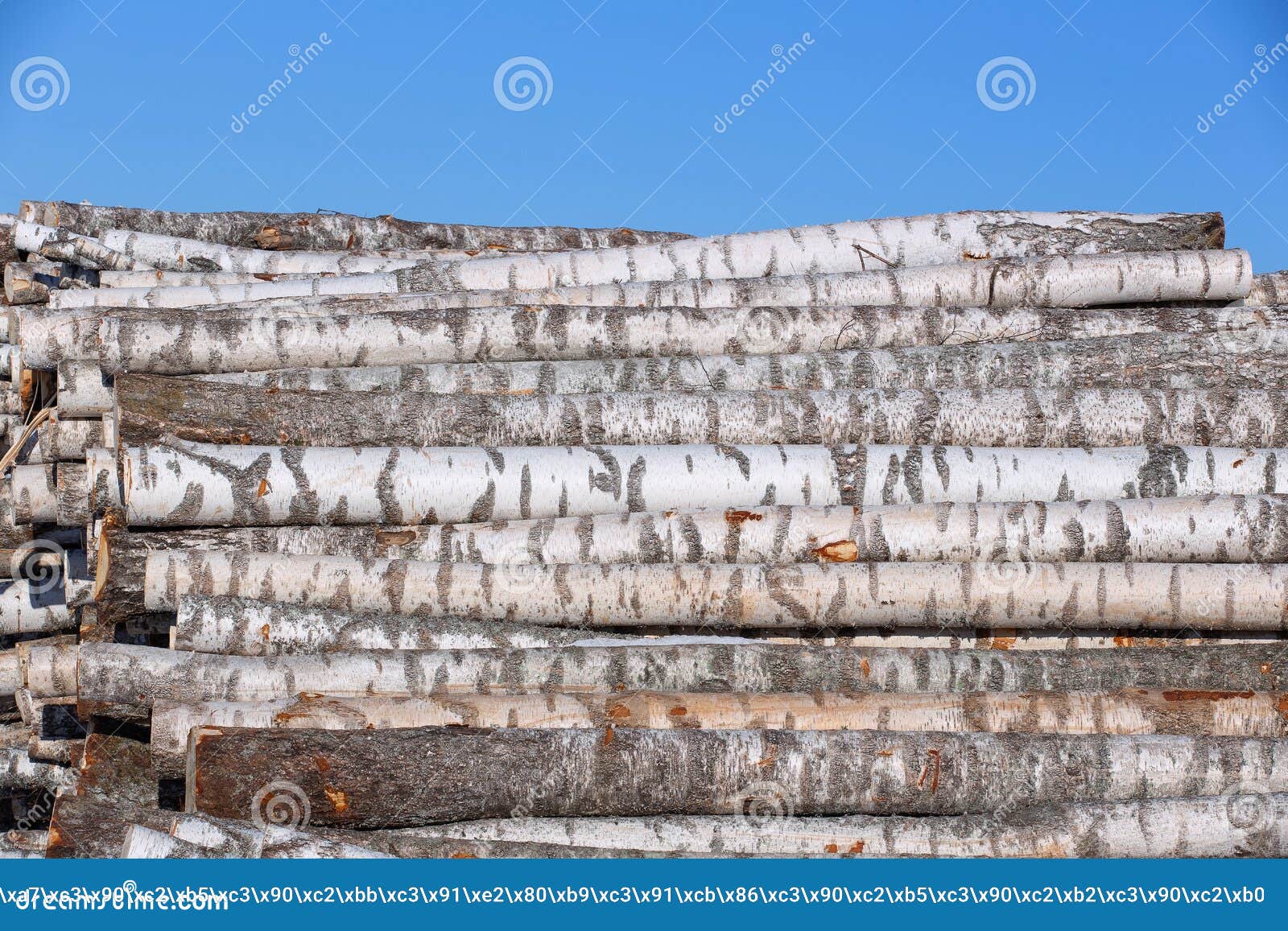 Stacked Birch Logs, Logging Product, Background, Texture Stock Photo ...