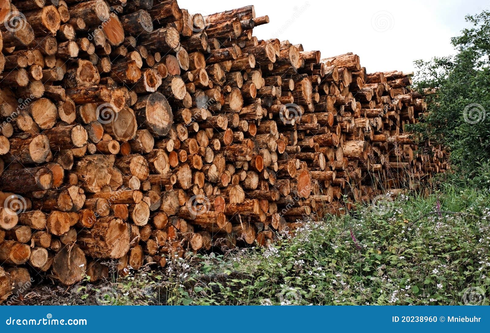 Stacked Cut Raw Timber Wood Logs Stock Photo - Image of logging, lumber ...
