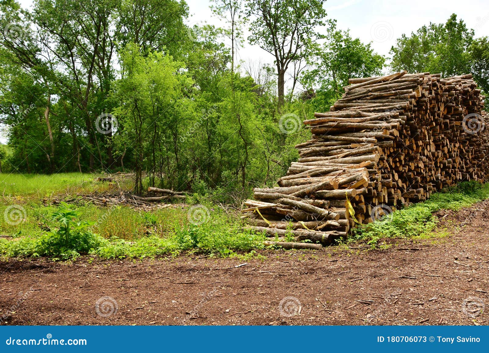 Stacked Dead Ash Trunks Due To Emerald Ash Borer Devastation Stock ...