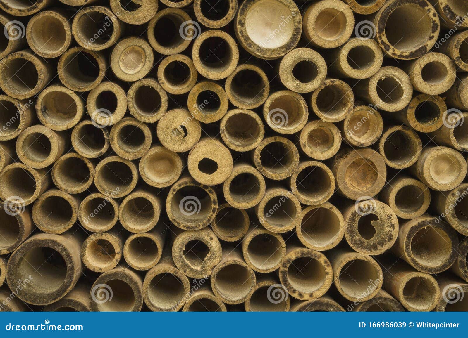 Stacked of Dry Bamboo for Building Materials Stock Image - Image of ...