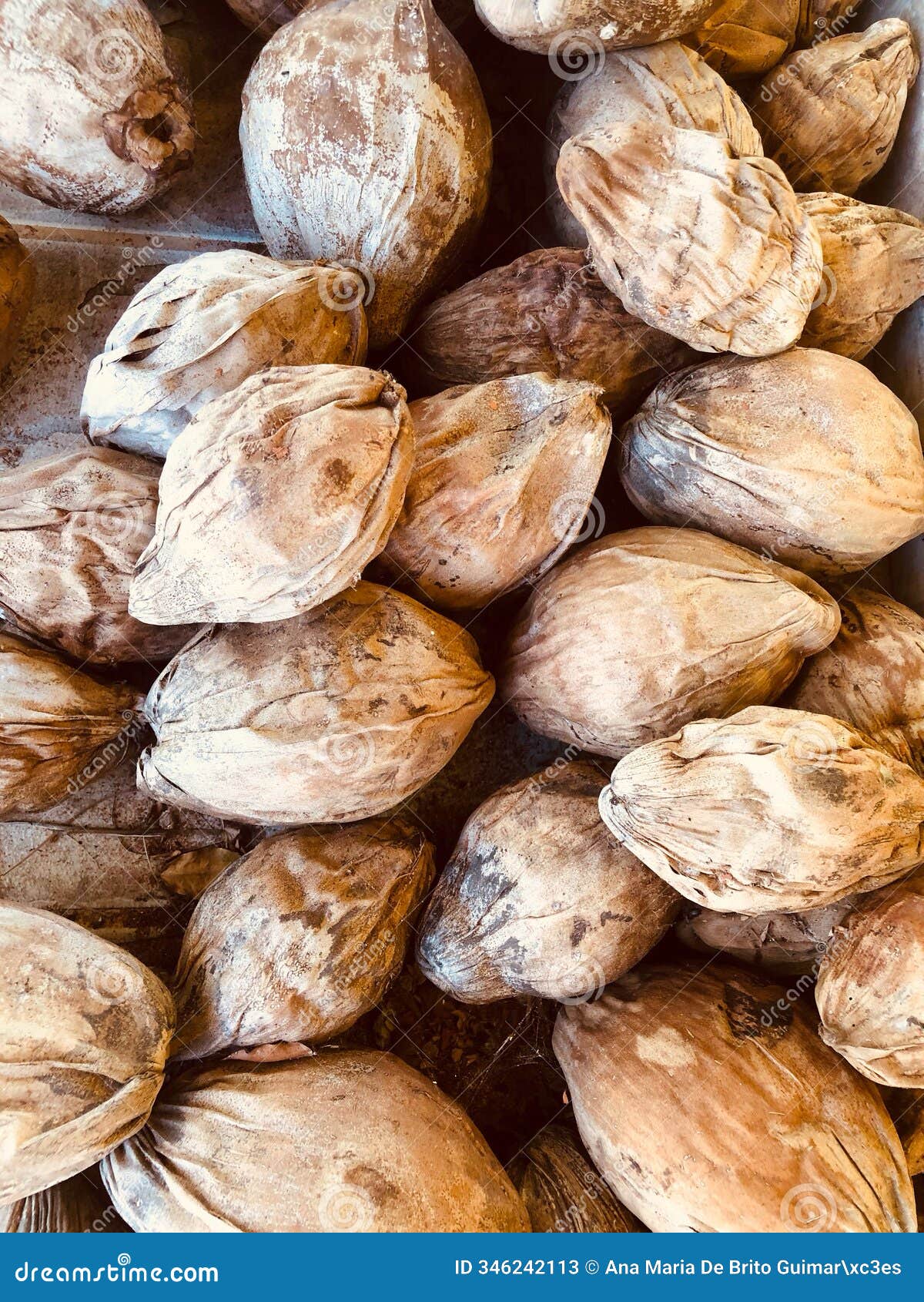 Stacked dry coconuts stock image. Image of ripe, ingredient - 346242113