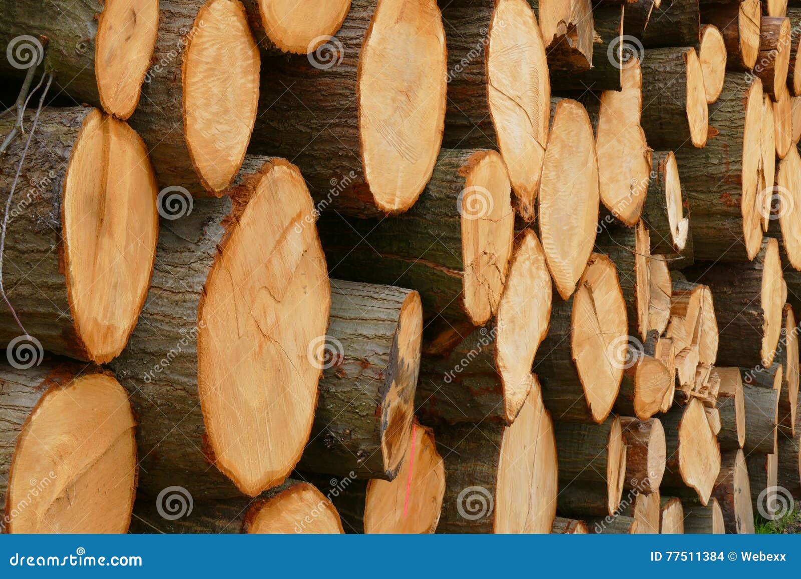 The stacked fell trees stock photo. Image of construction - 77511384