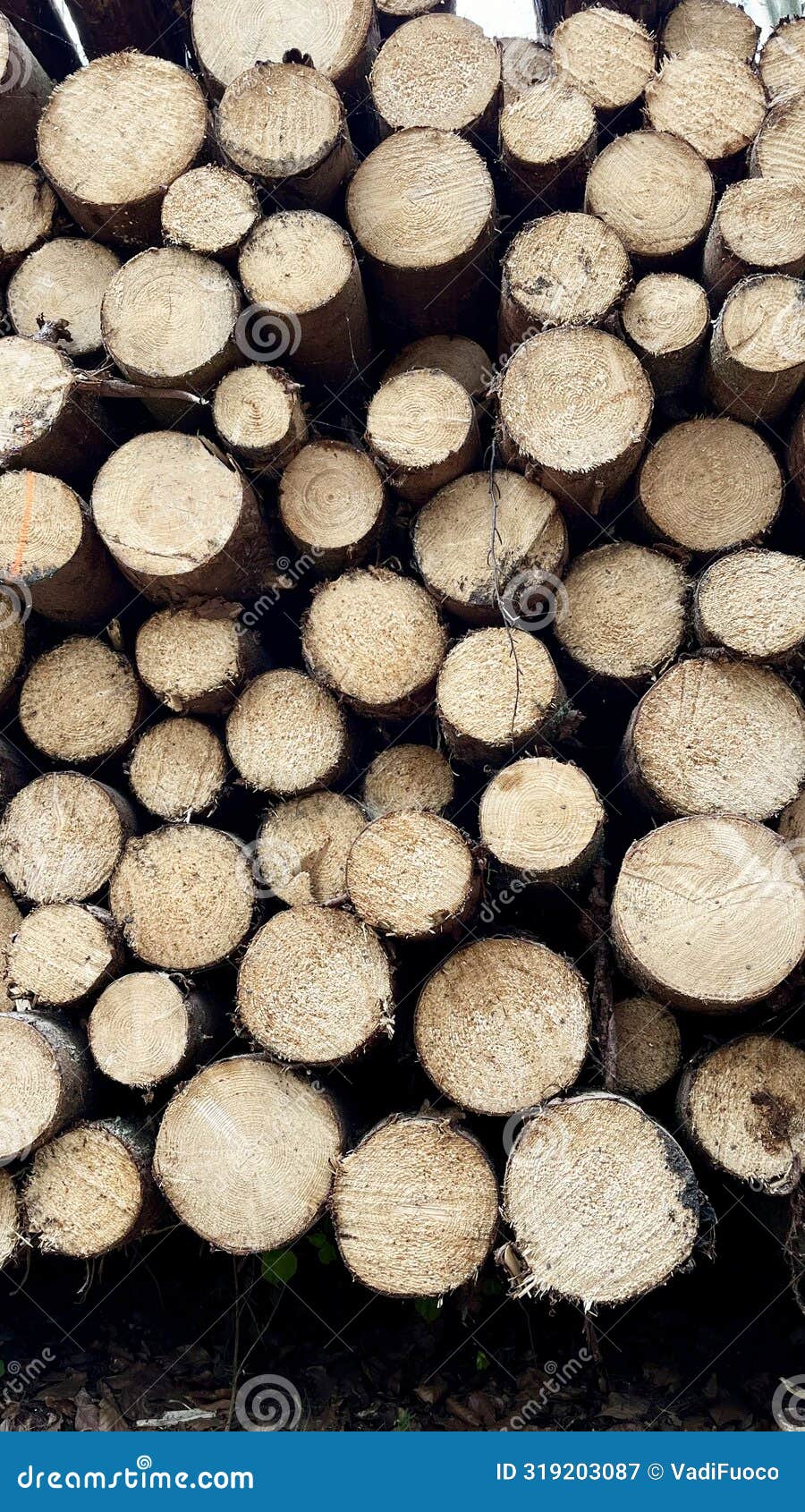 Stacked Felled Trees at a Forest Logging Site Stock Image - Image of ...
