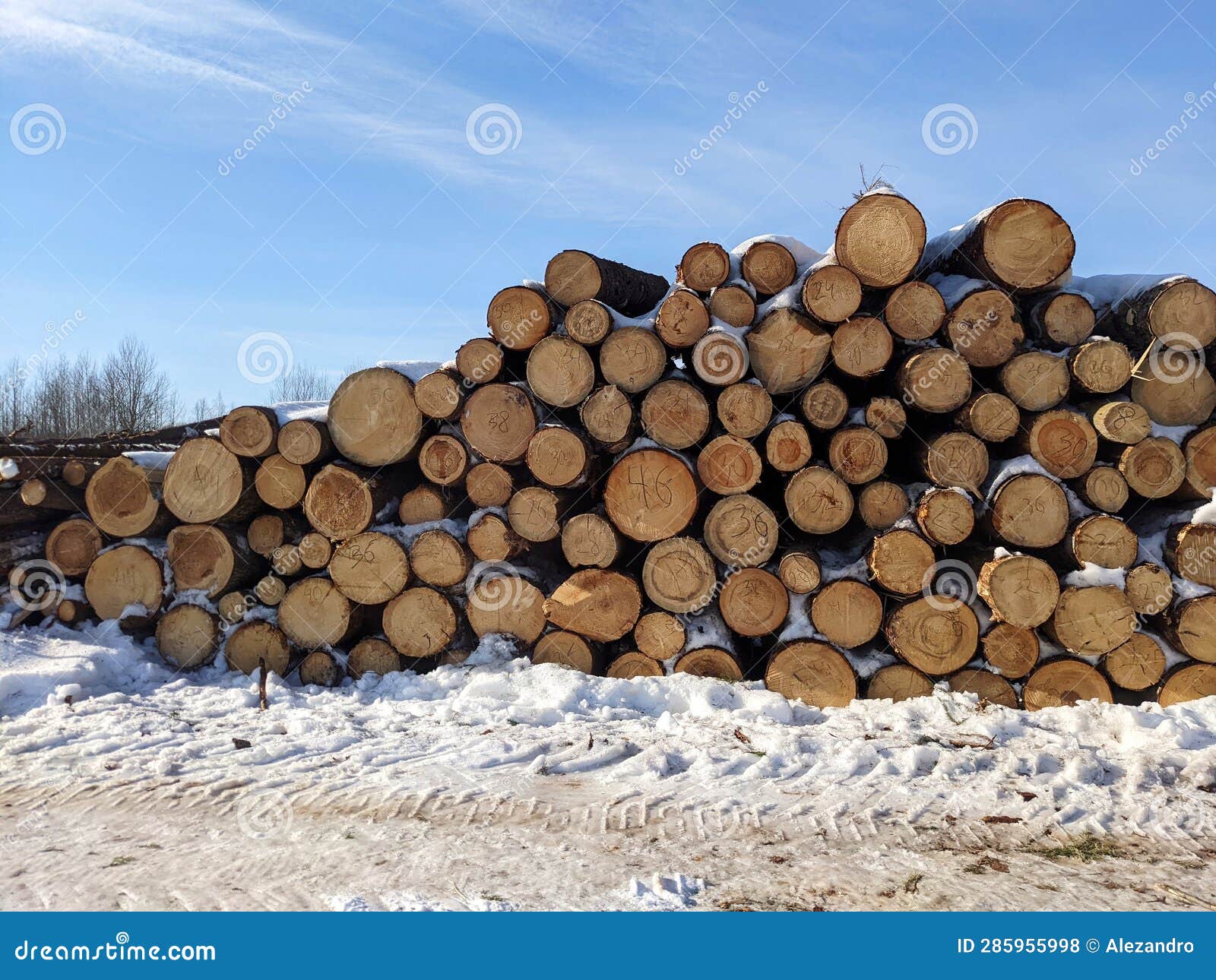 Stacked Firewood, Timber Harvesting Stock Photo - Image of stacked ...