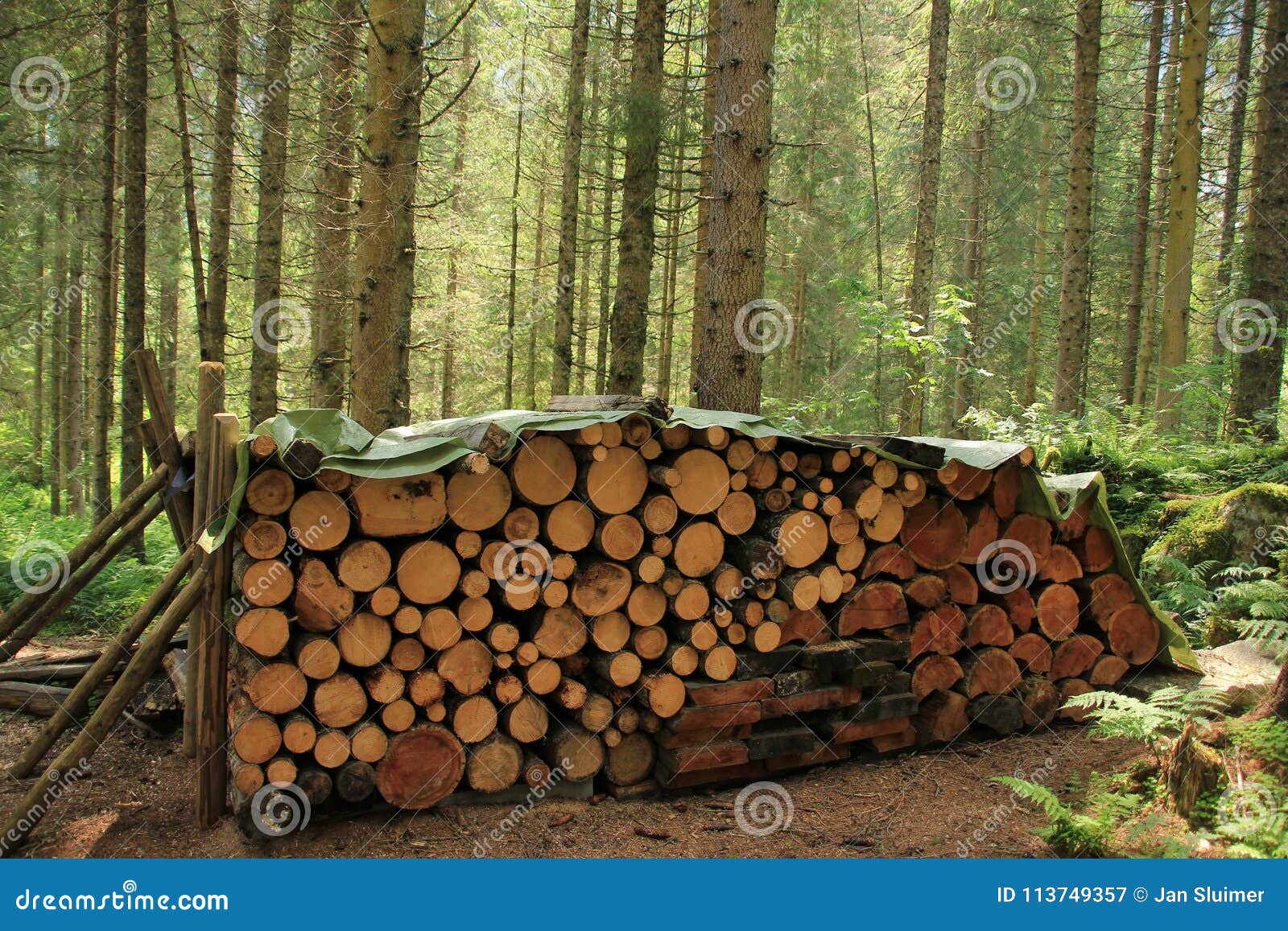Stacked Firewood in the Forest in Austria in the Summer. Stock Image ...