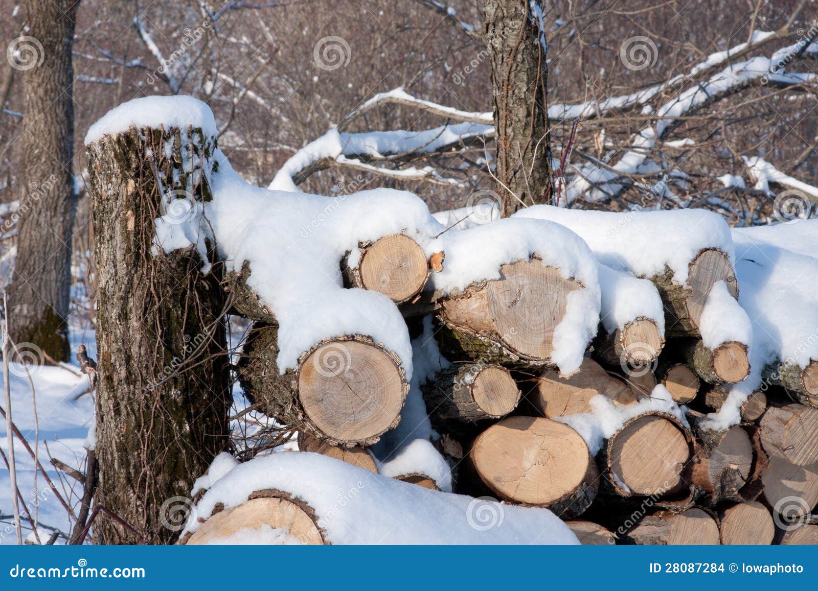 Stacked Firewood in Winter stock photo. Image of chop - 28087284