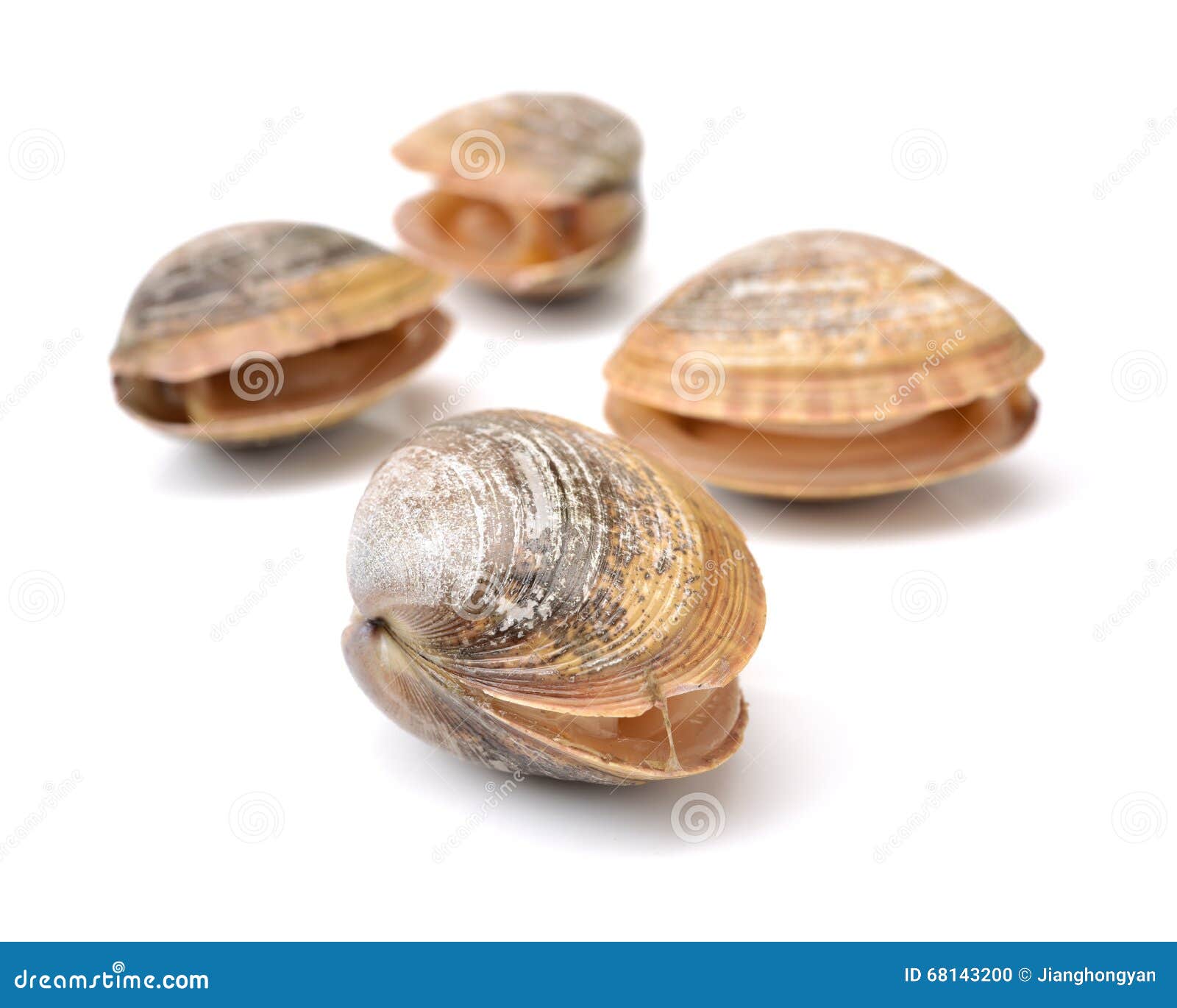 Stacked fresh raw clams stock photo. Image of animal - 68143200