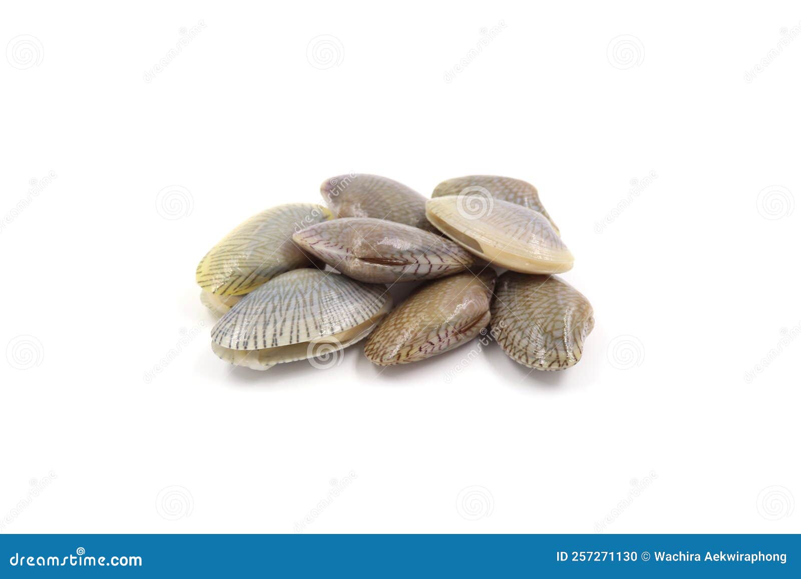 Stacked Fresh Raw Clams on White Background Stock Photo - Image of ...