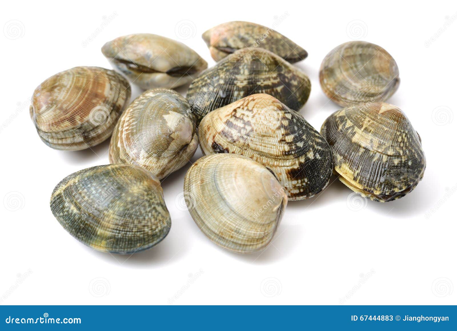 Stacked fresh raw clams stock image. Image of horizontal - 67444883