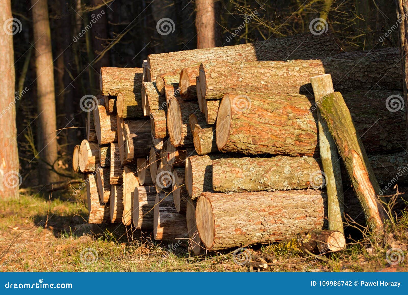 Chopped Tree in the Forest 1 Stock Photo - Image of wooden, pine: 109986742