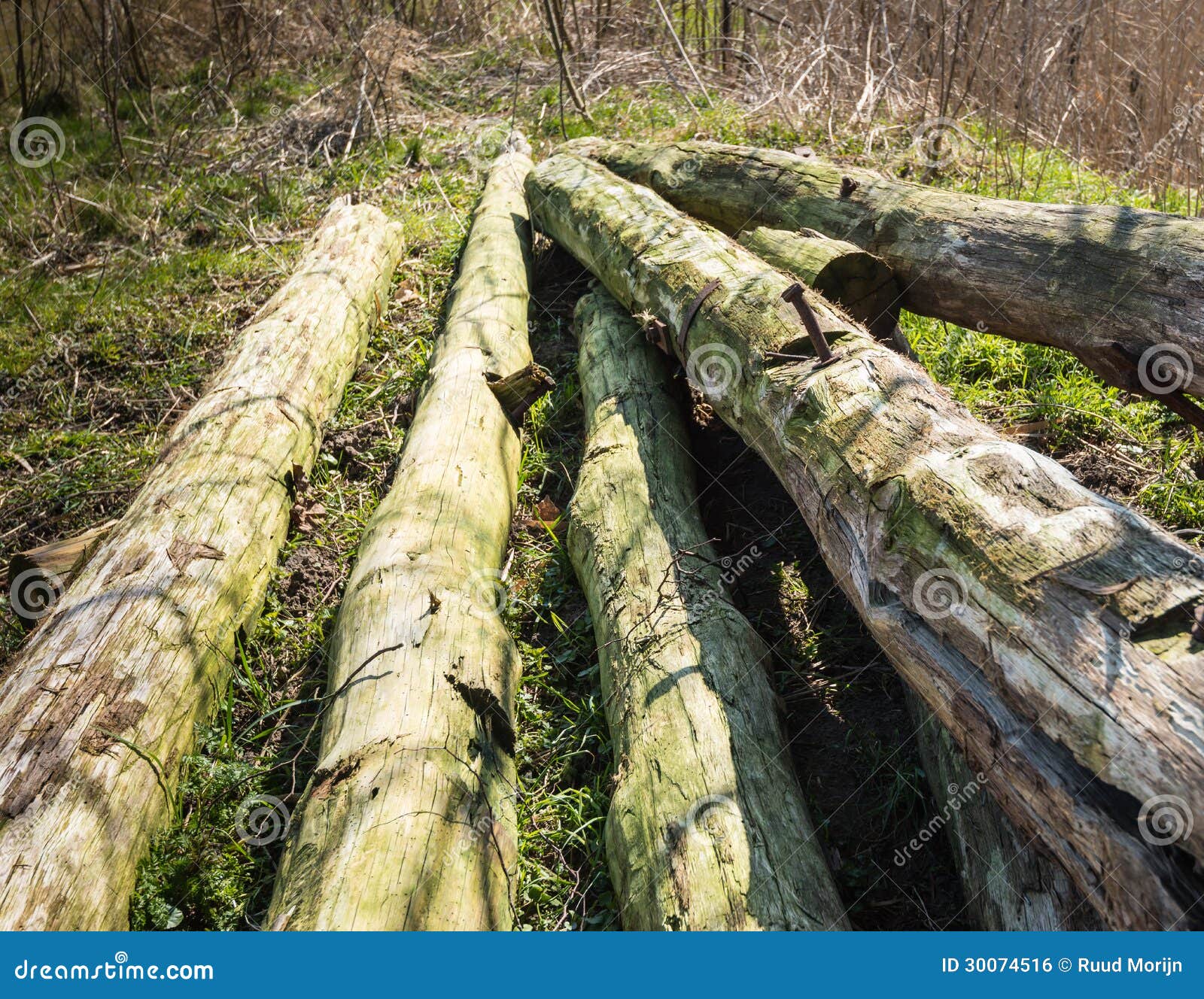 Rusty Bolt and Weathered Trunks Stock Photo - Image of iron, natural ...